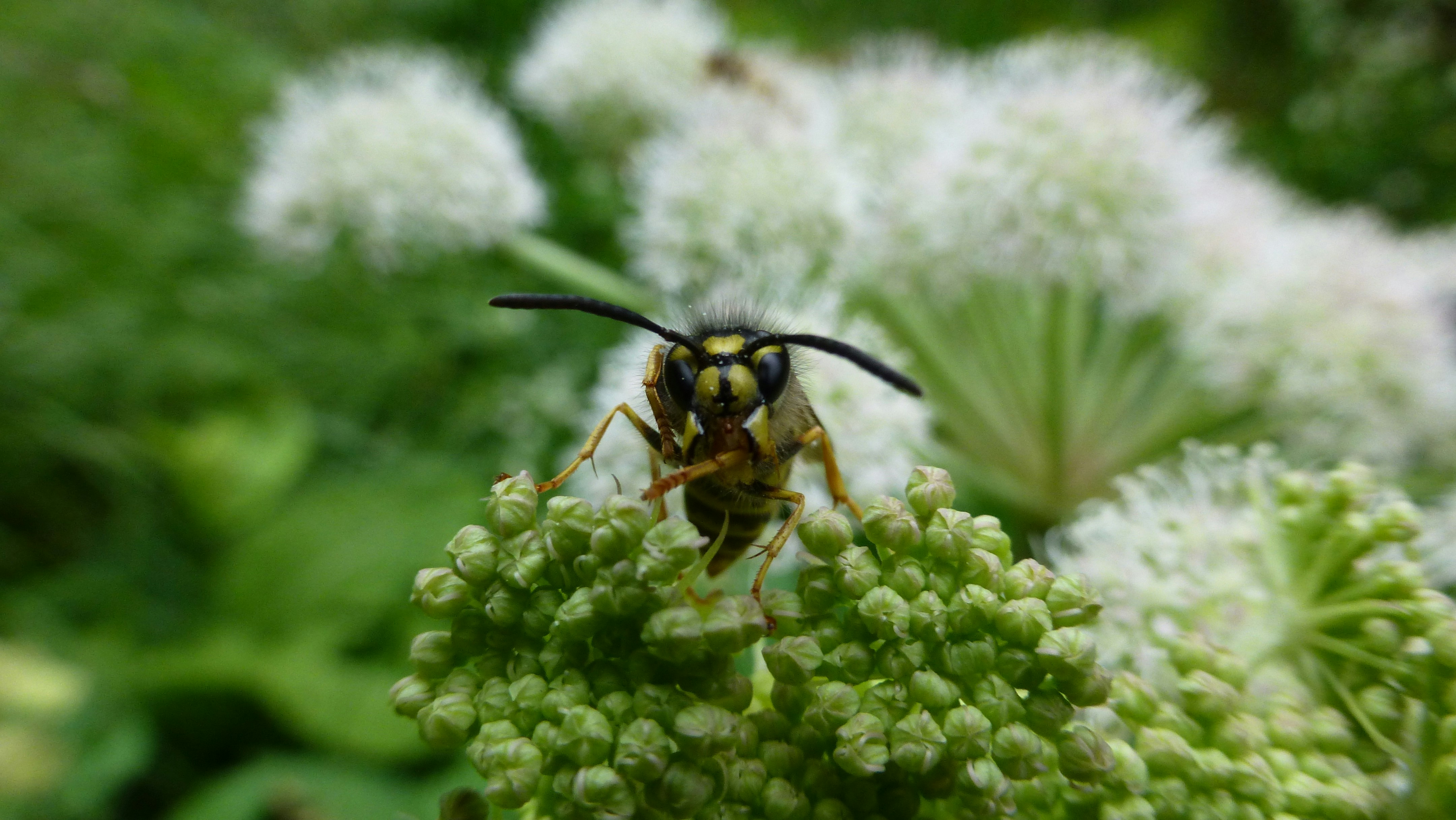 A close-up of a wasp perched on a cluster of green flower buds, surrounded by soft, blurred blooms in the background.