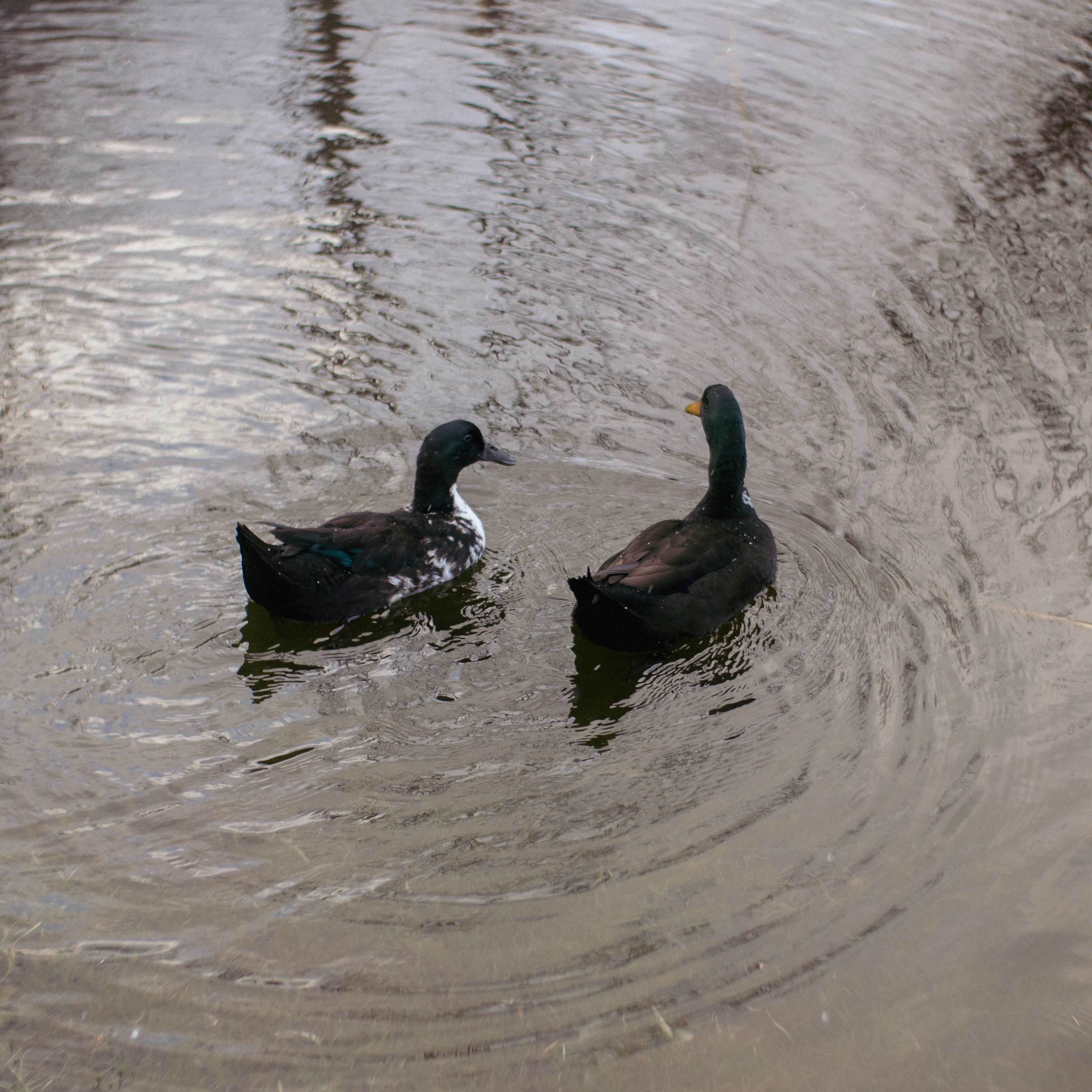 Concentric Ripples: Two Mallards Conversing on a Quiet Pond