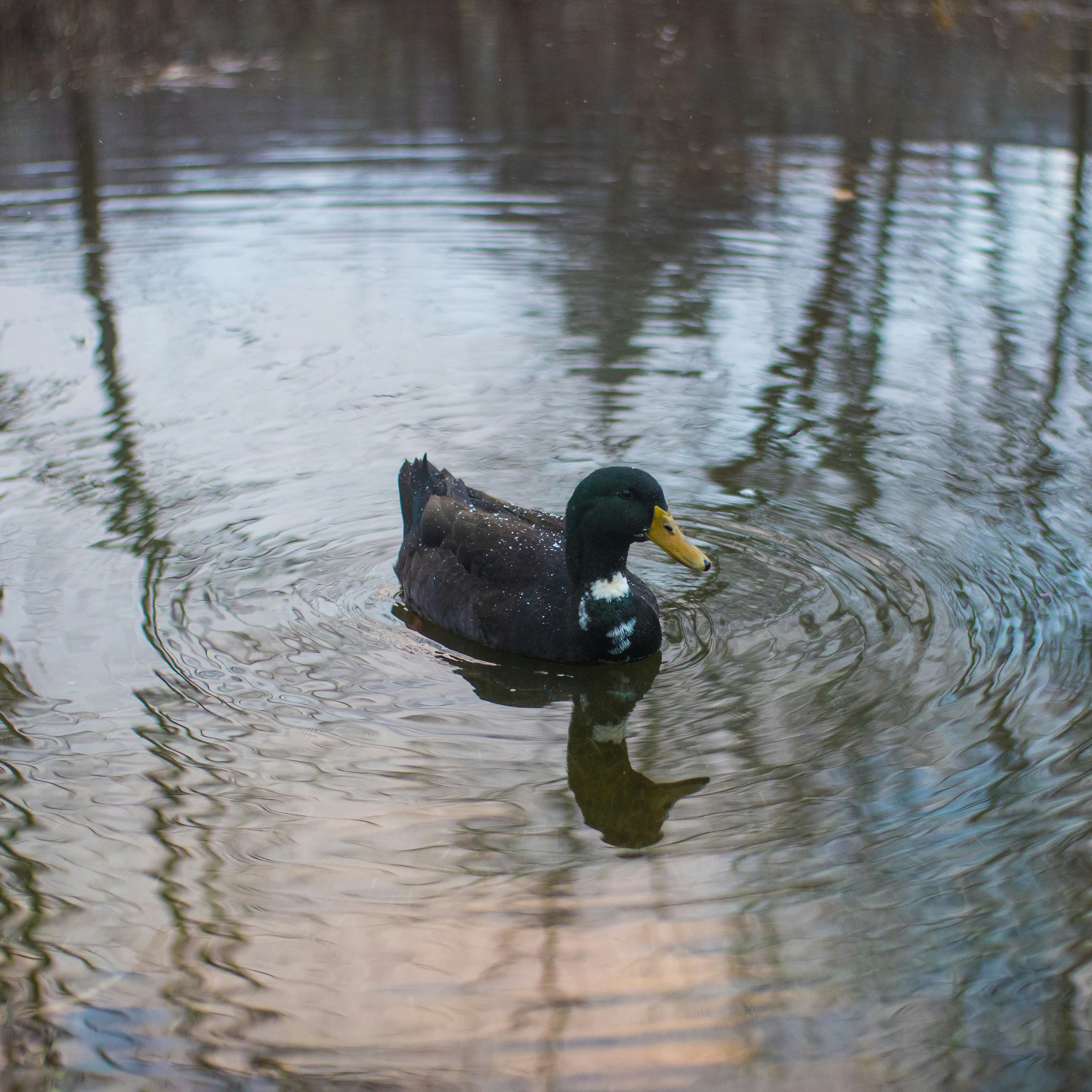 Glassy Ripples, Mallard Moment: A Quiet Glide