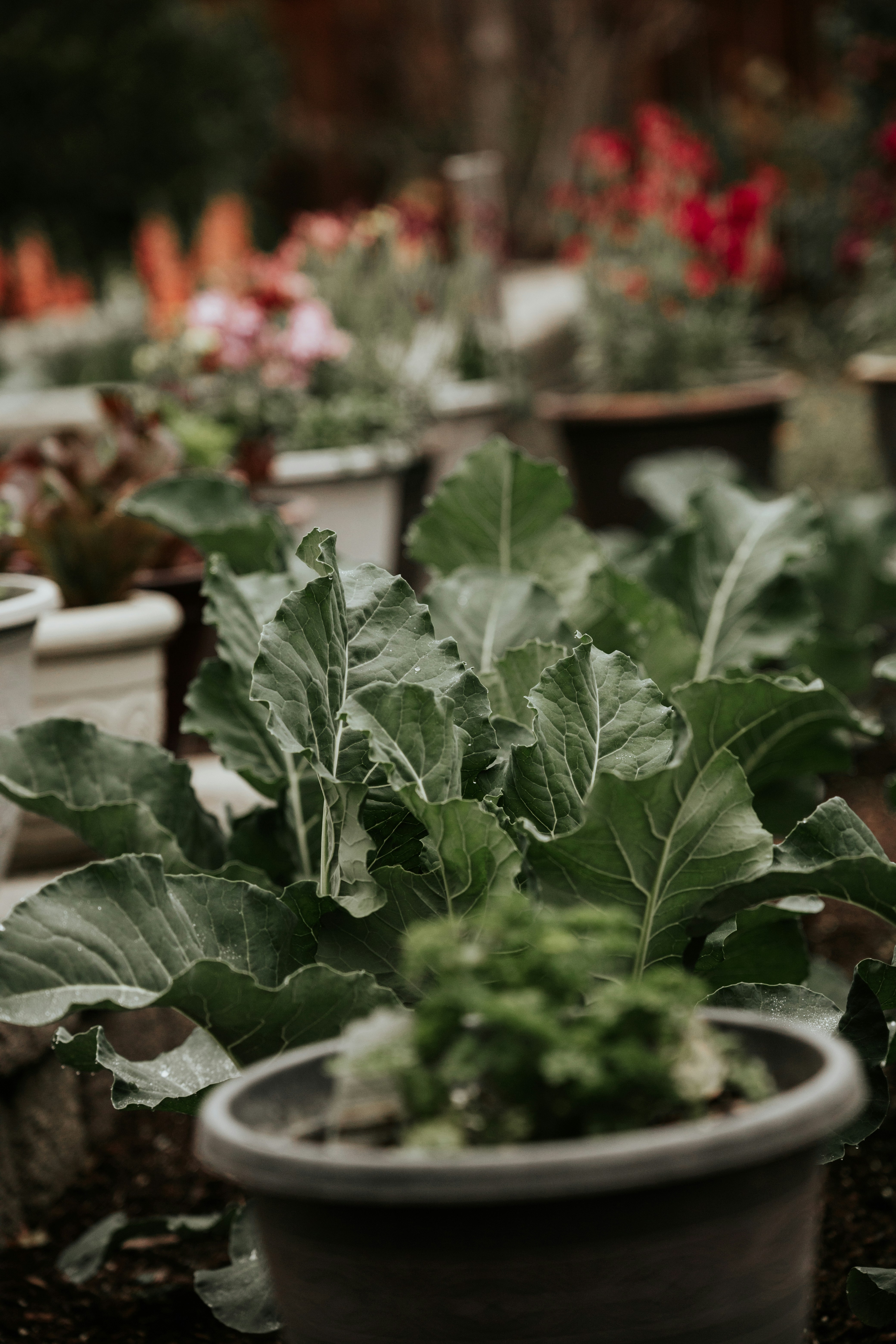 Emerald Textures: Kale Leaves Framed by a Quiet Row of Pots
