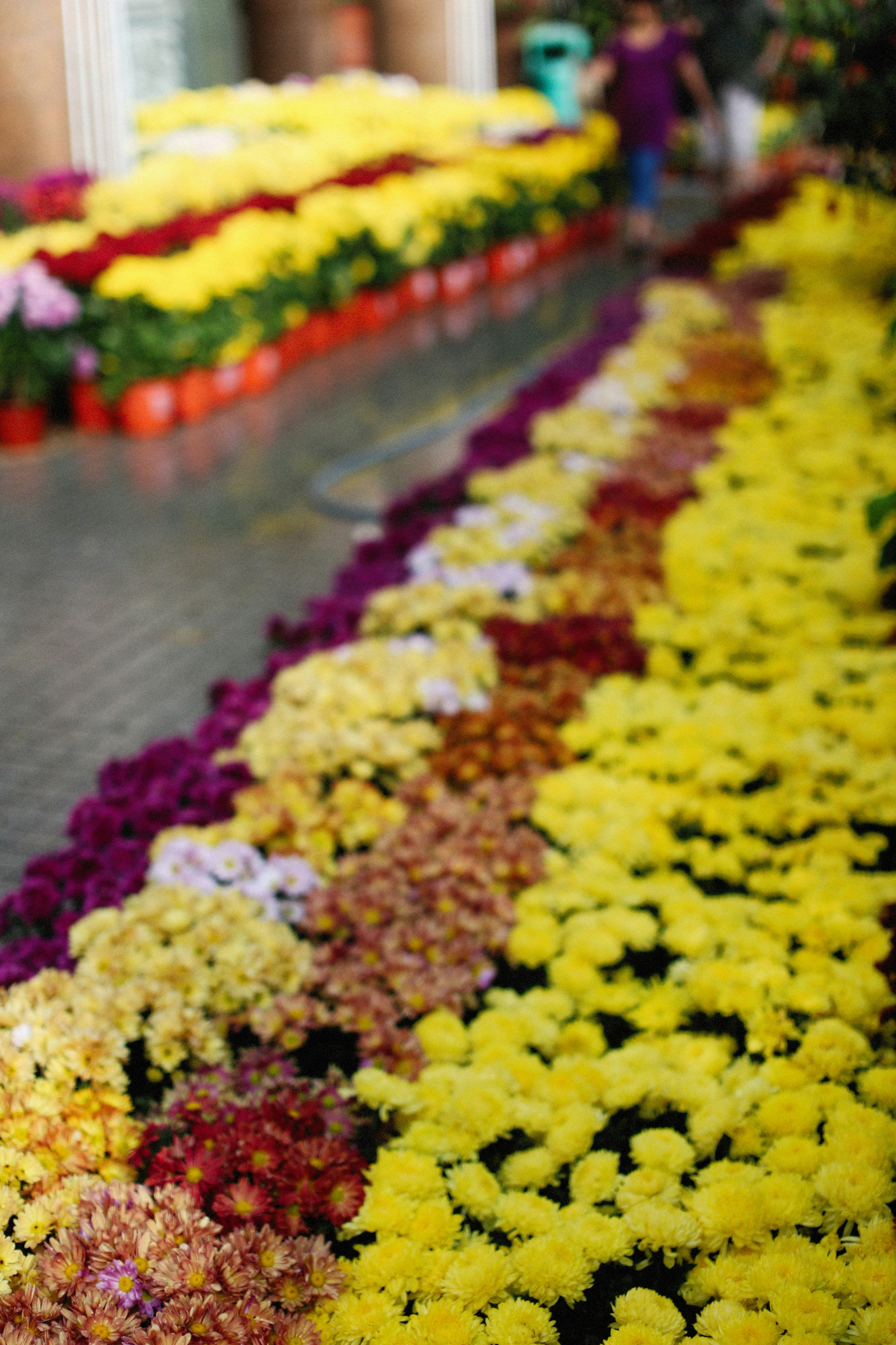 Diagonal Blooms: A Colorful Flower Corridor Along a City Walk
