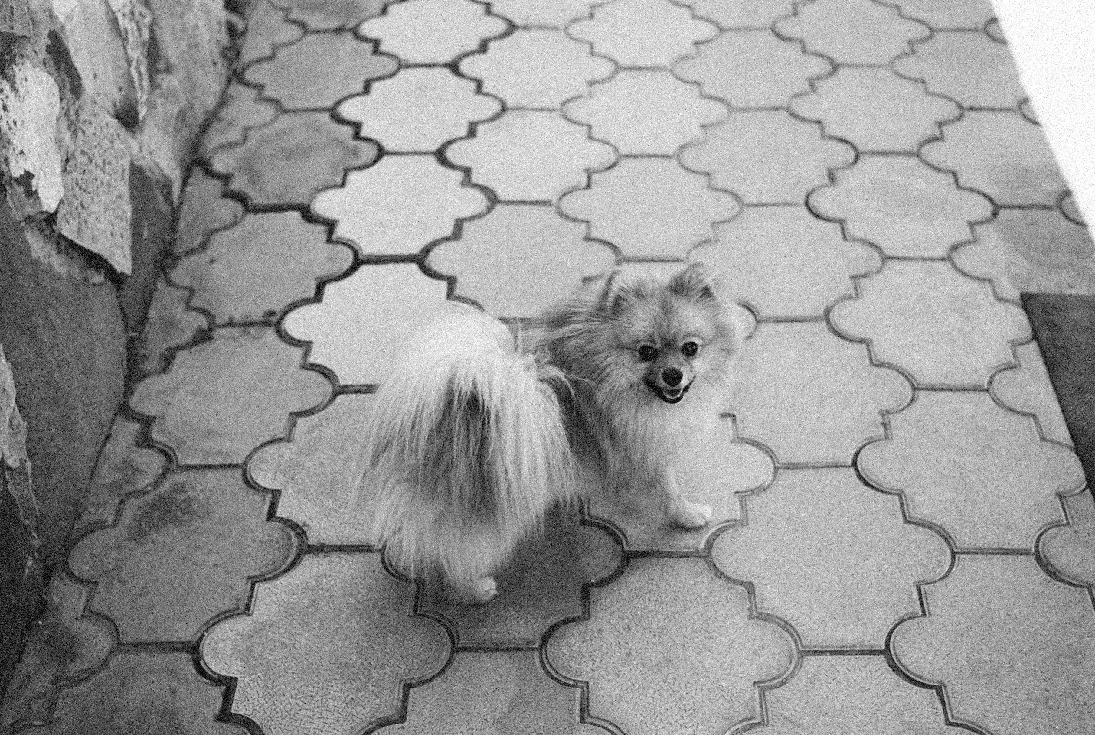 Curious Paws on Tiled Path