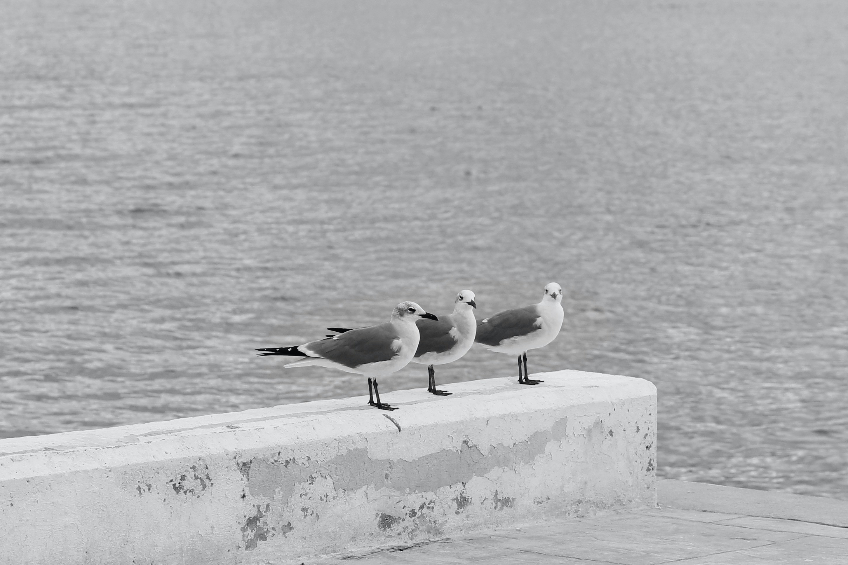 Three seagulls perched on a concrete ledge overlooking the water, captured in black and white. The scene conveys a sense of calm and stillness.