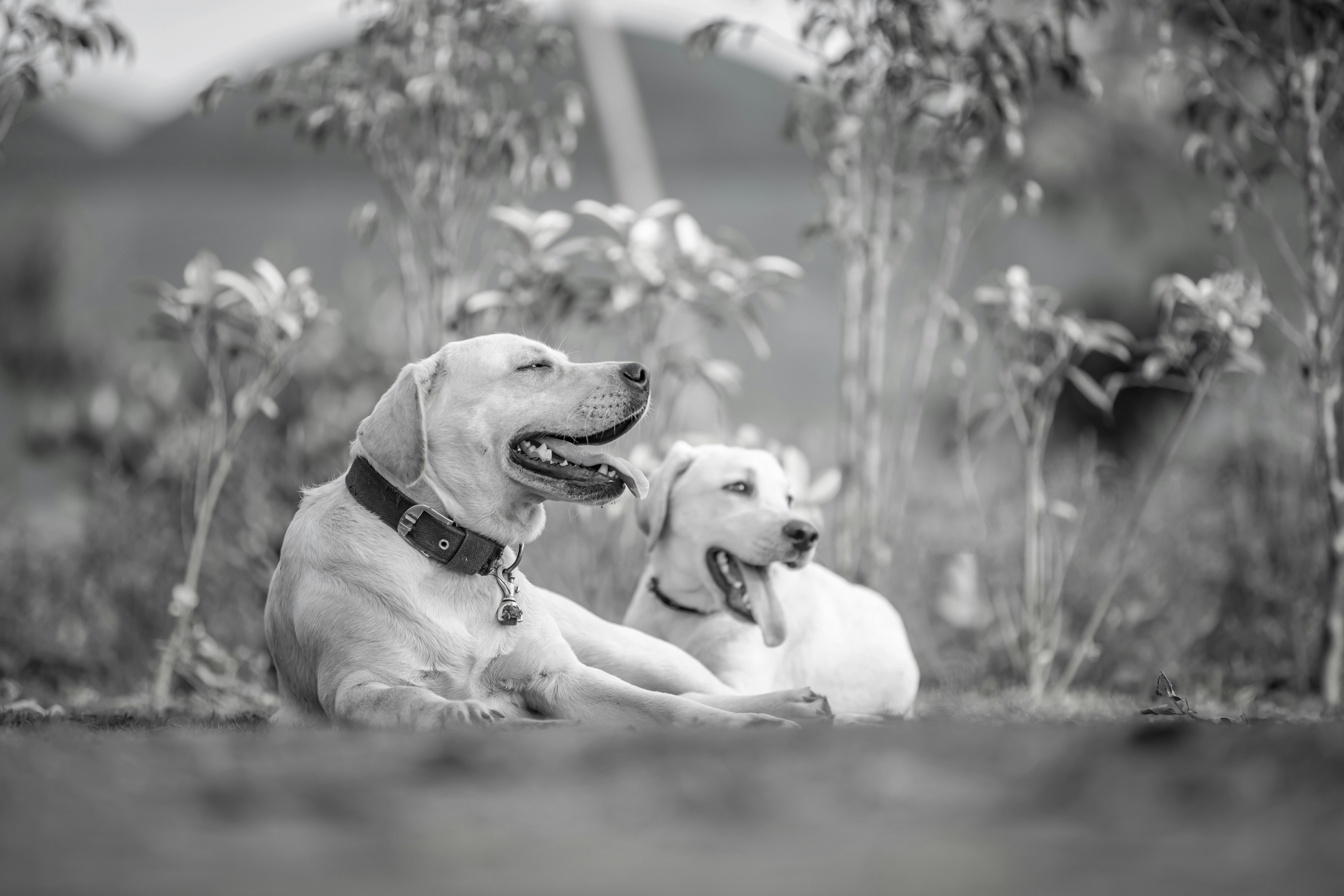Loyal Companions Rest Under Quiet Garden Light
