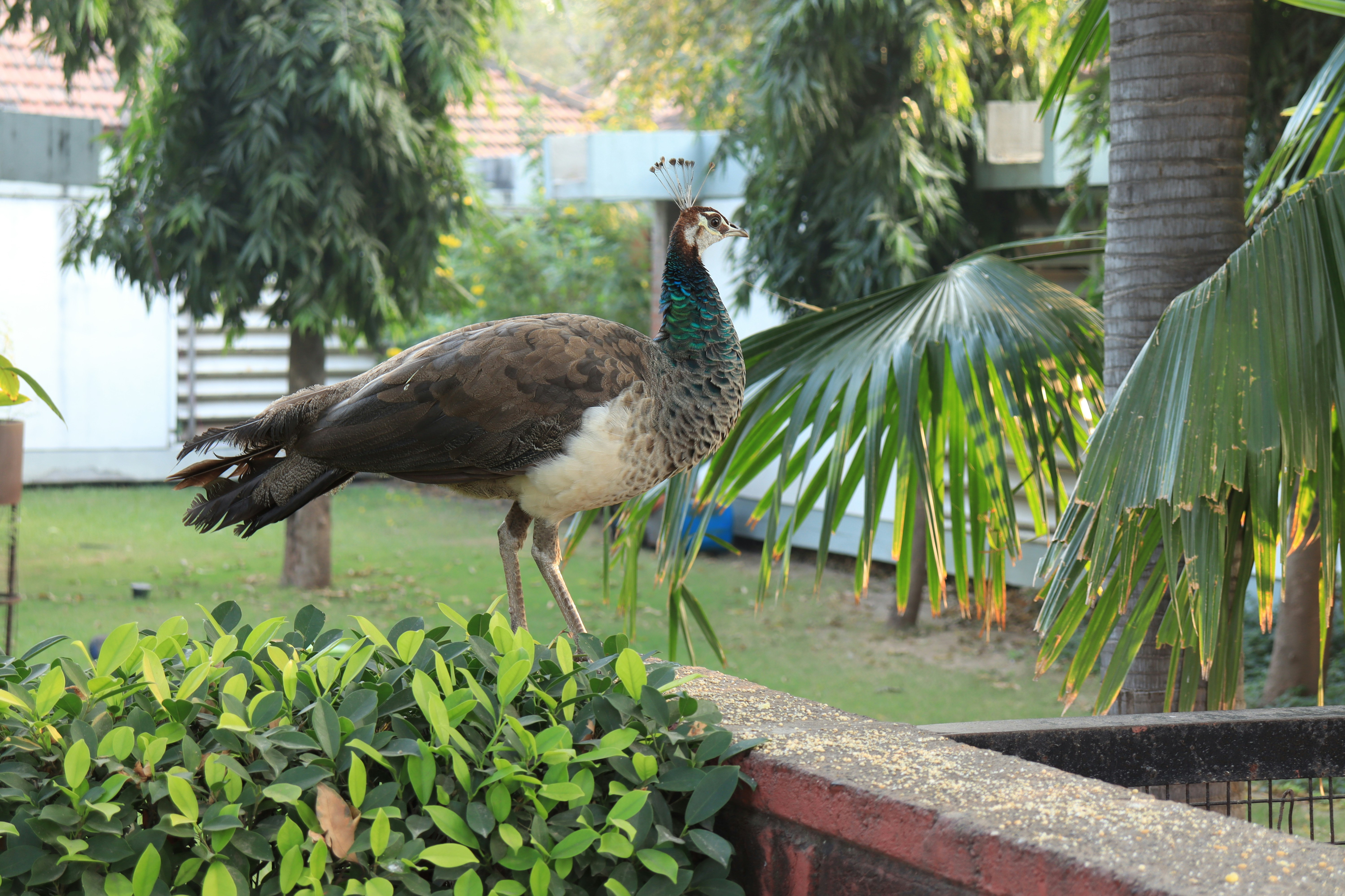 Elegance Amidst Greenery