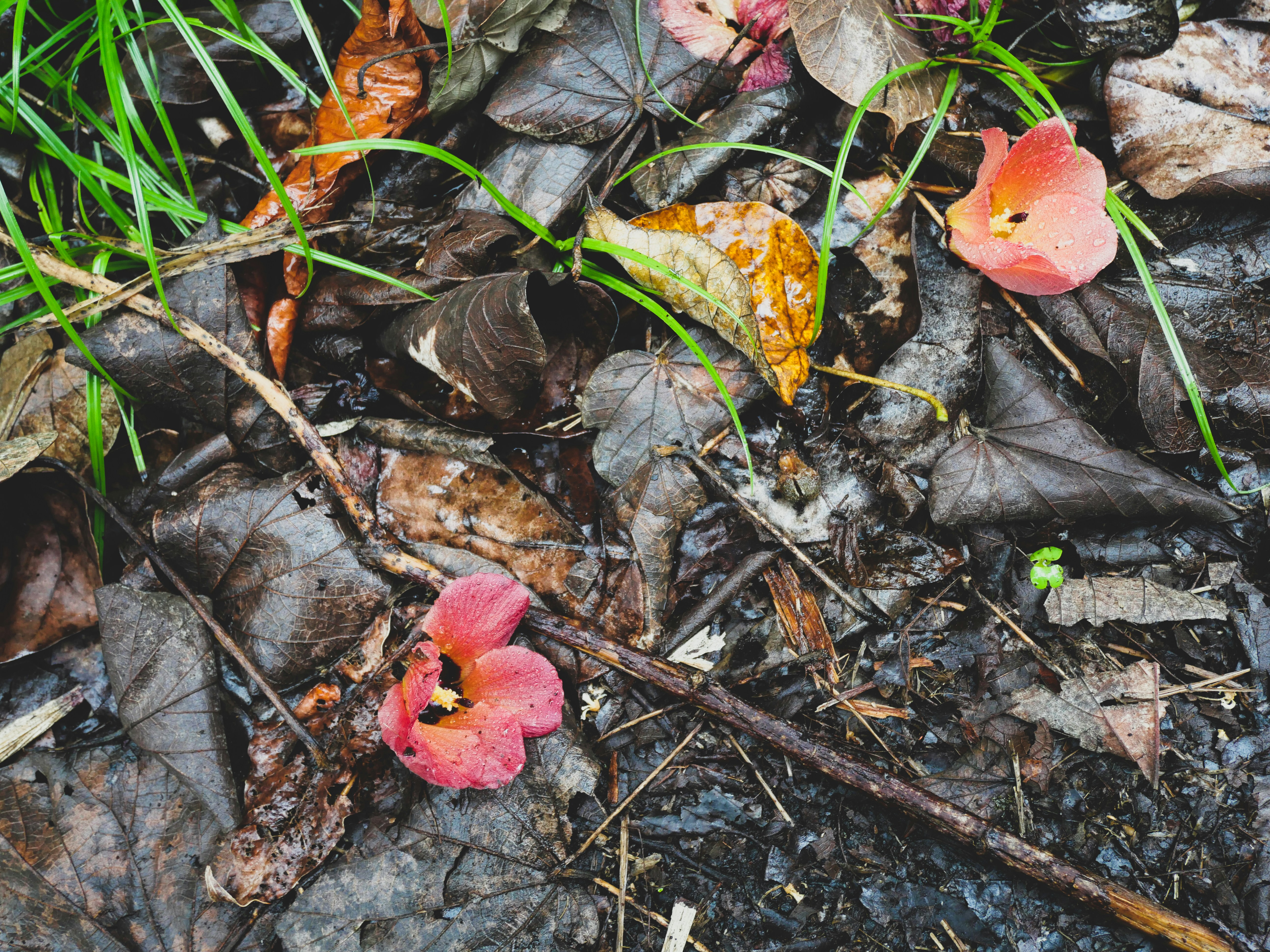 Pink blossom rests among damp leaves and twigs on a forest floor, with blades of green grass weaving through the debris.