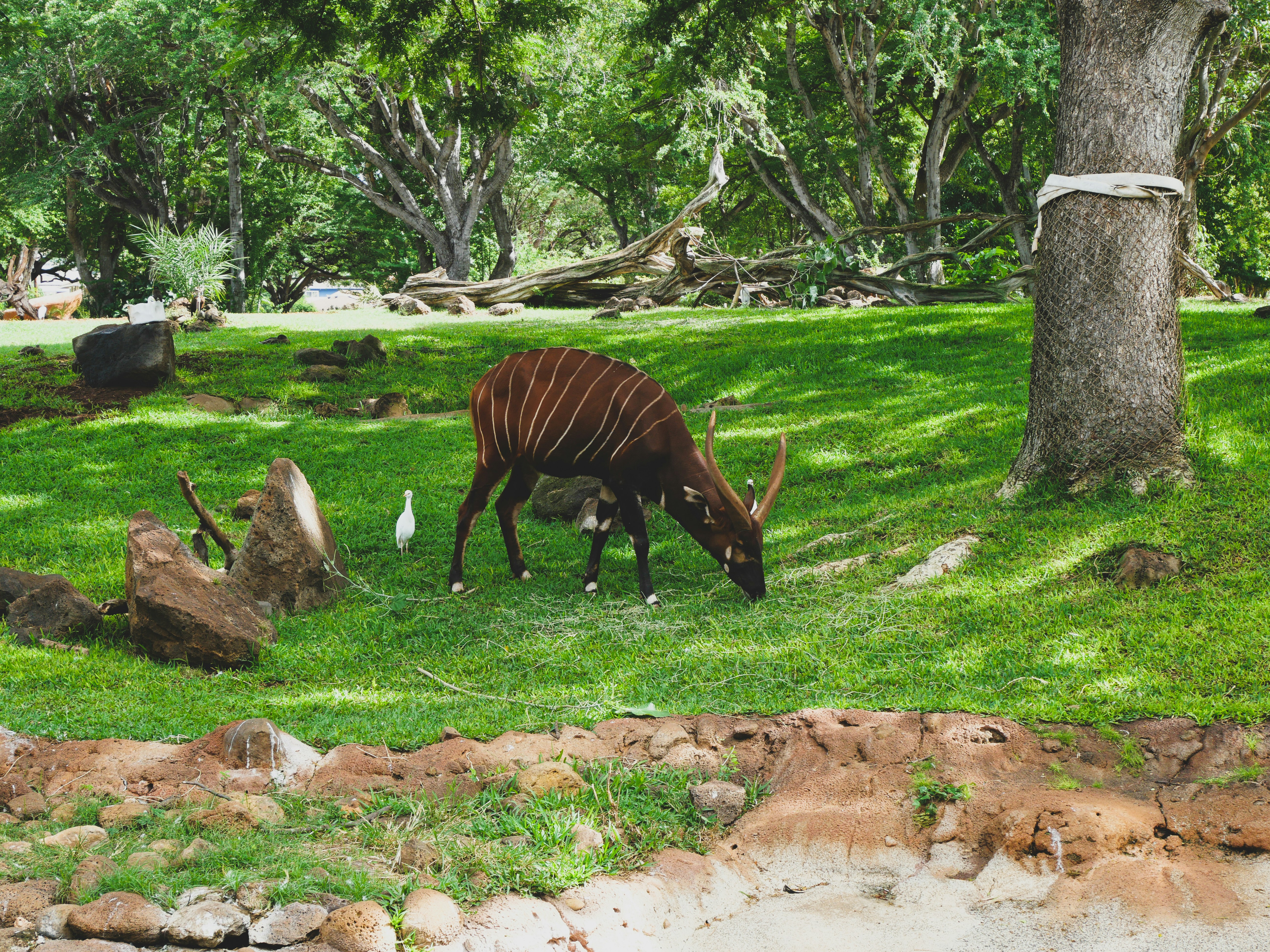 A bongo grazing on lush green grass, accompanied by a white bird, amidst a serene natural setting.