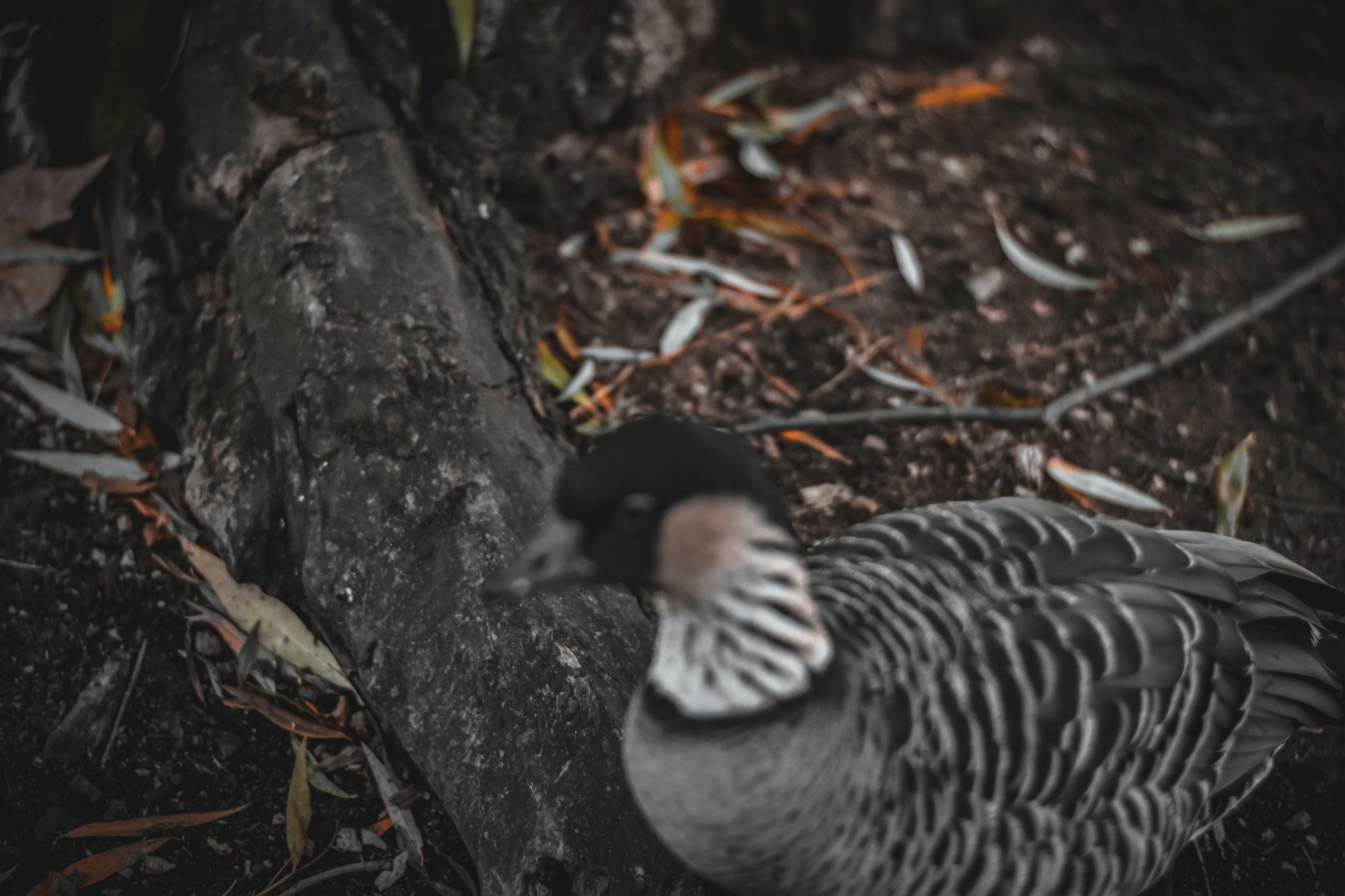 a close up of a bird on the ground