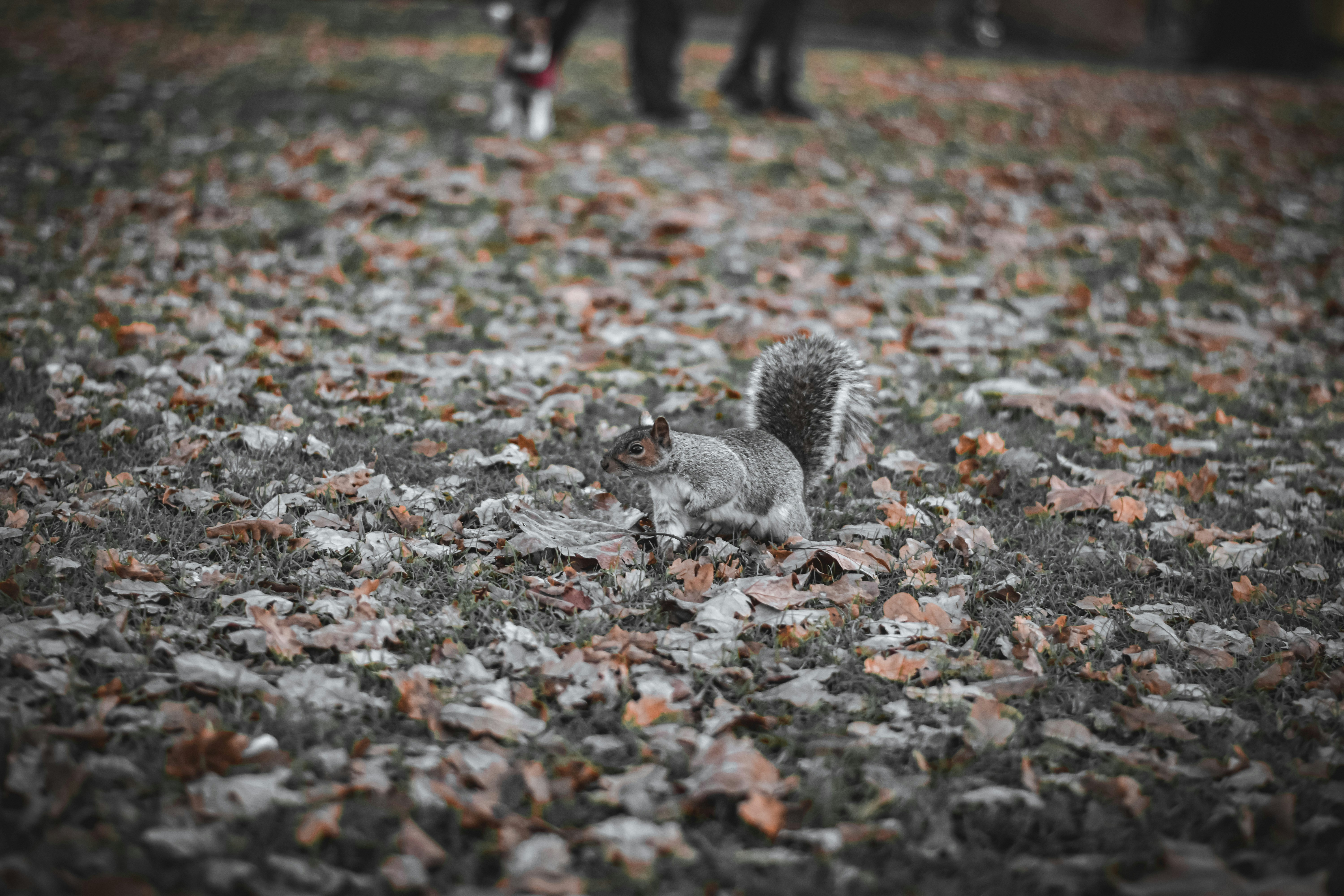 Squirrel on a Leaf-Littered Park Field, Autumn Dapple