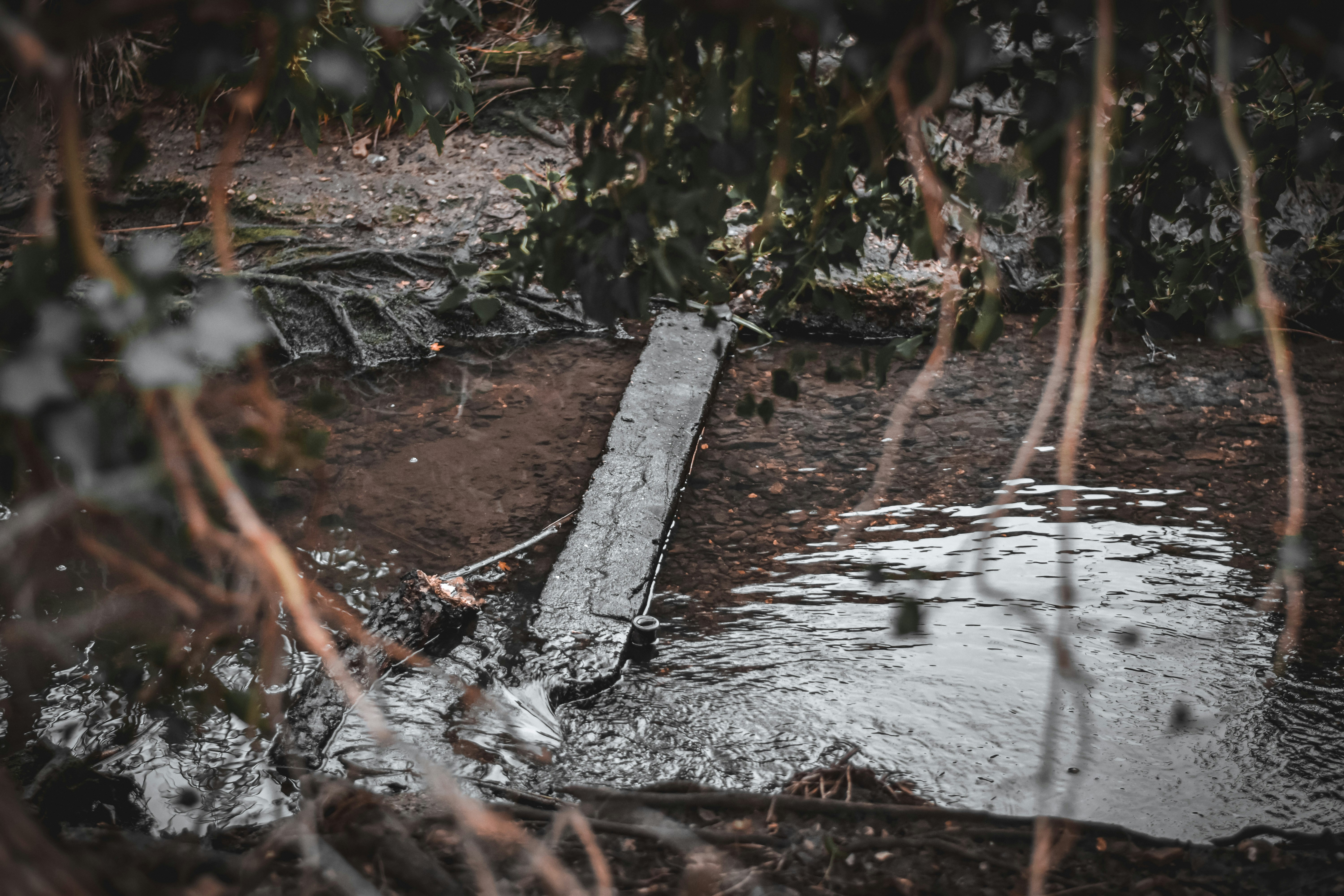 A puddle of water in the middle of a forest photo – Free Land Image on ...