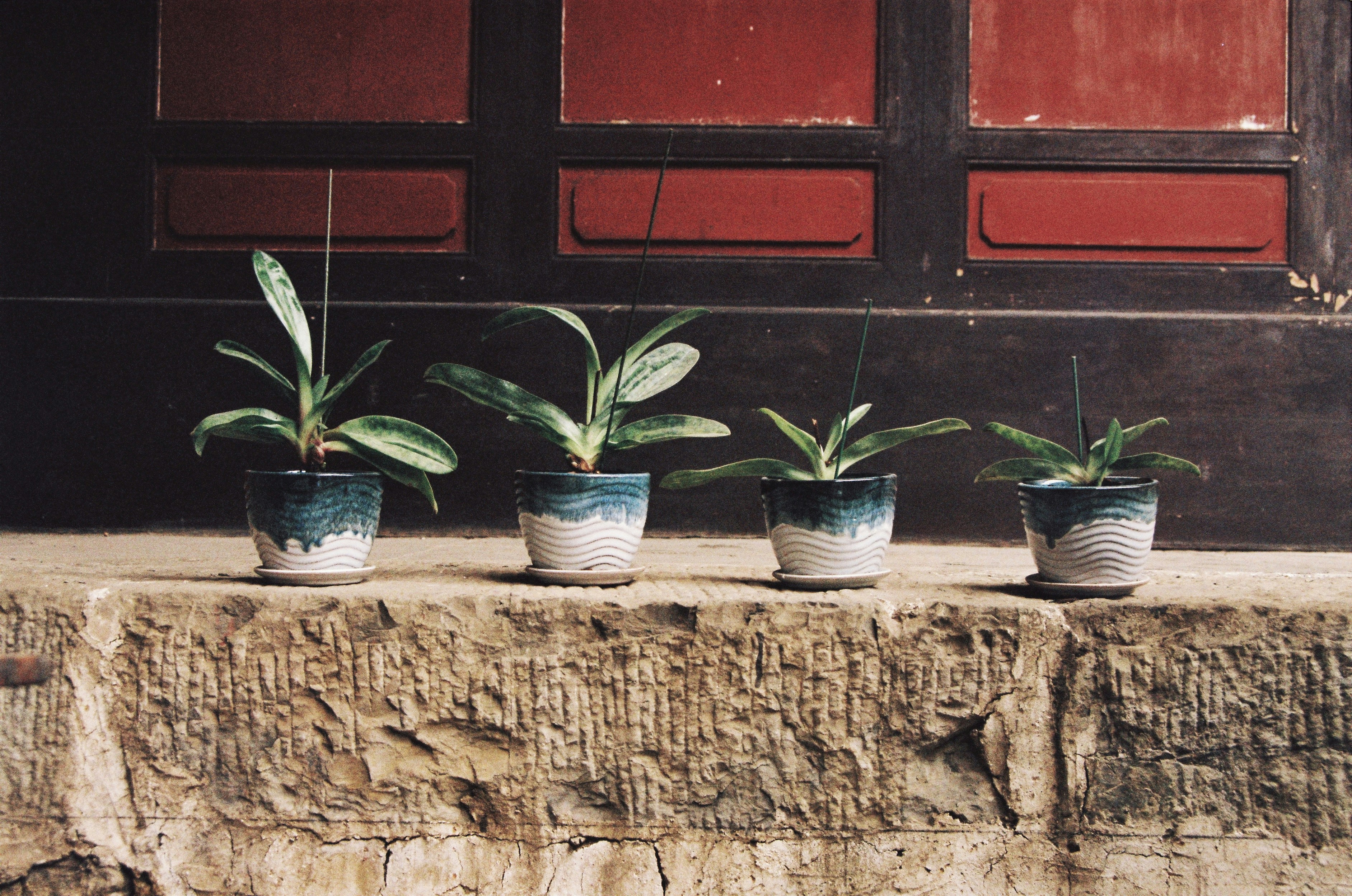 A row of potted plants sitting on a ledge photo – Free Plants on pots ...