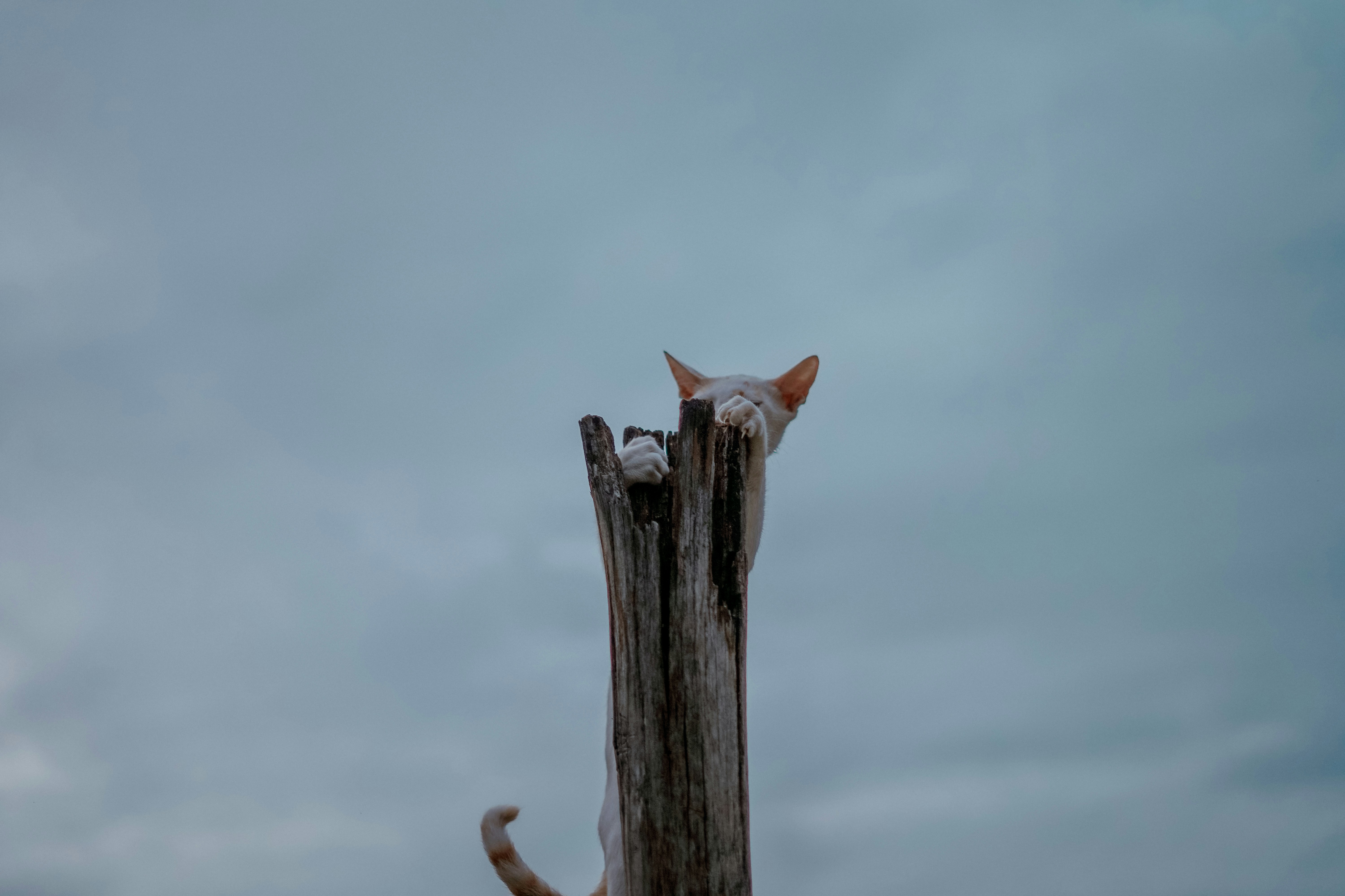 a cat sitting on top of a wooden post