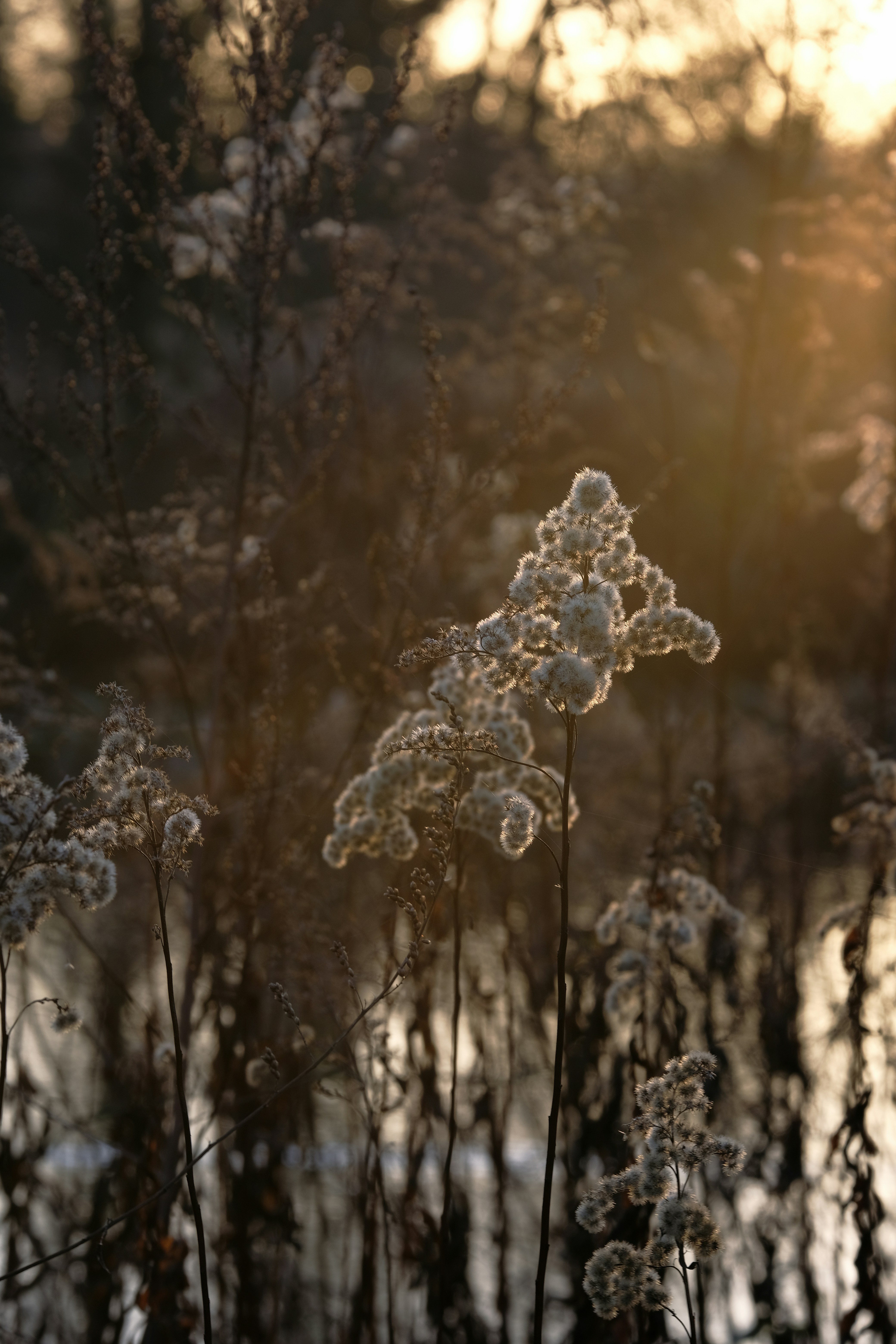 Amber Backlight on Frosted Seed Heads at Dusk