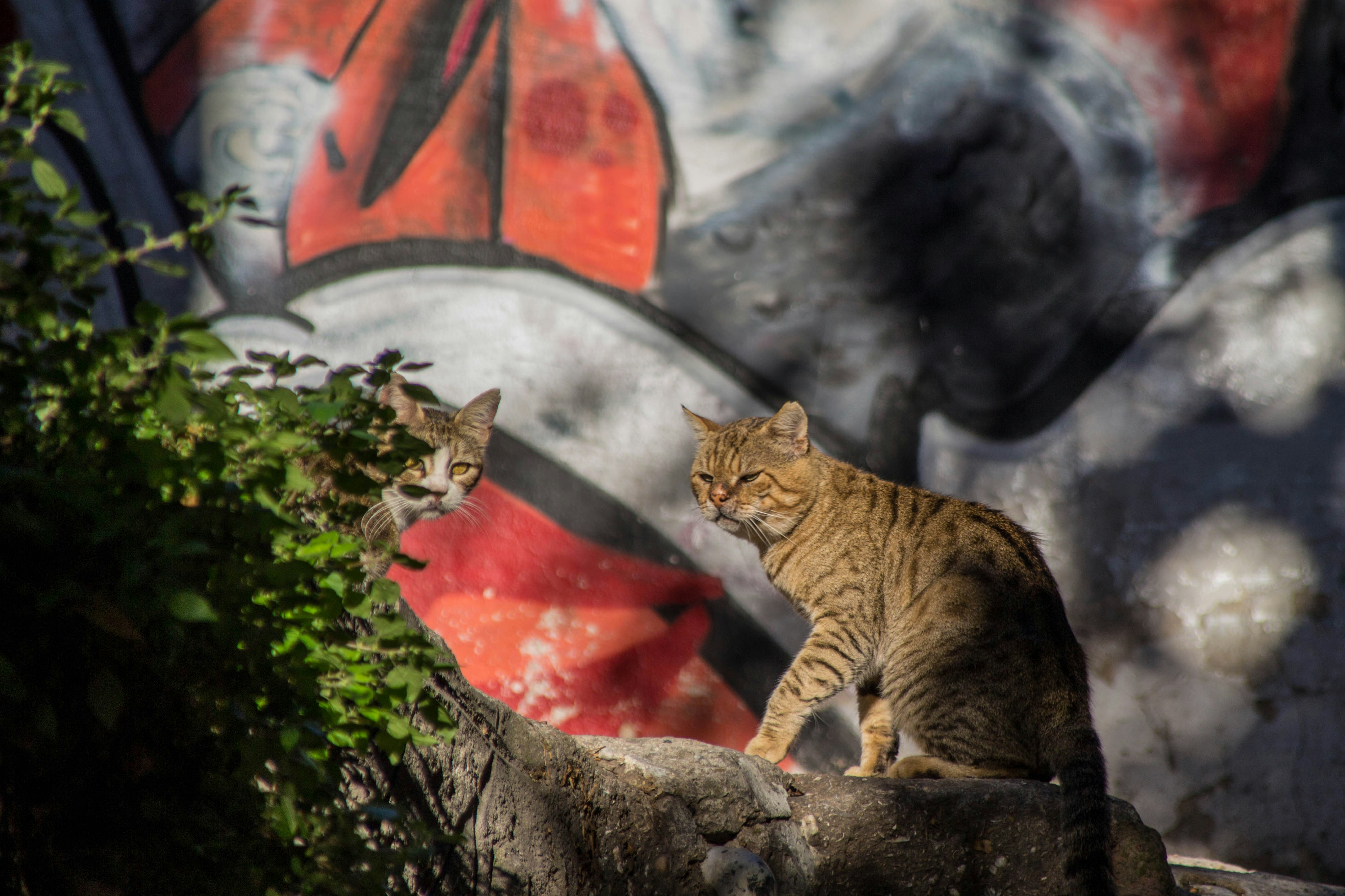 Sunlit Exchange: A Pair of Street Cats on a Graffitied Concrete Ledge