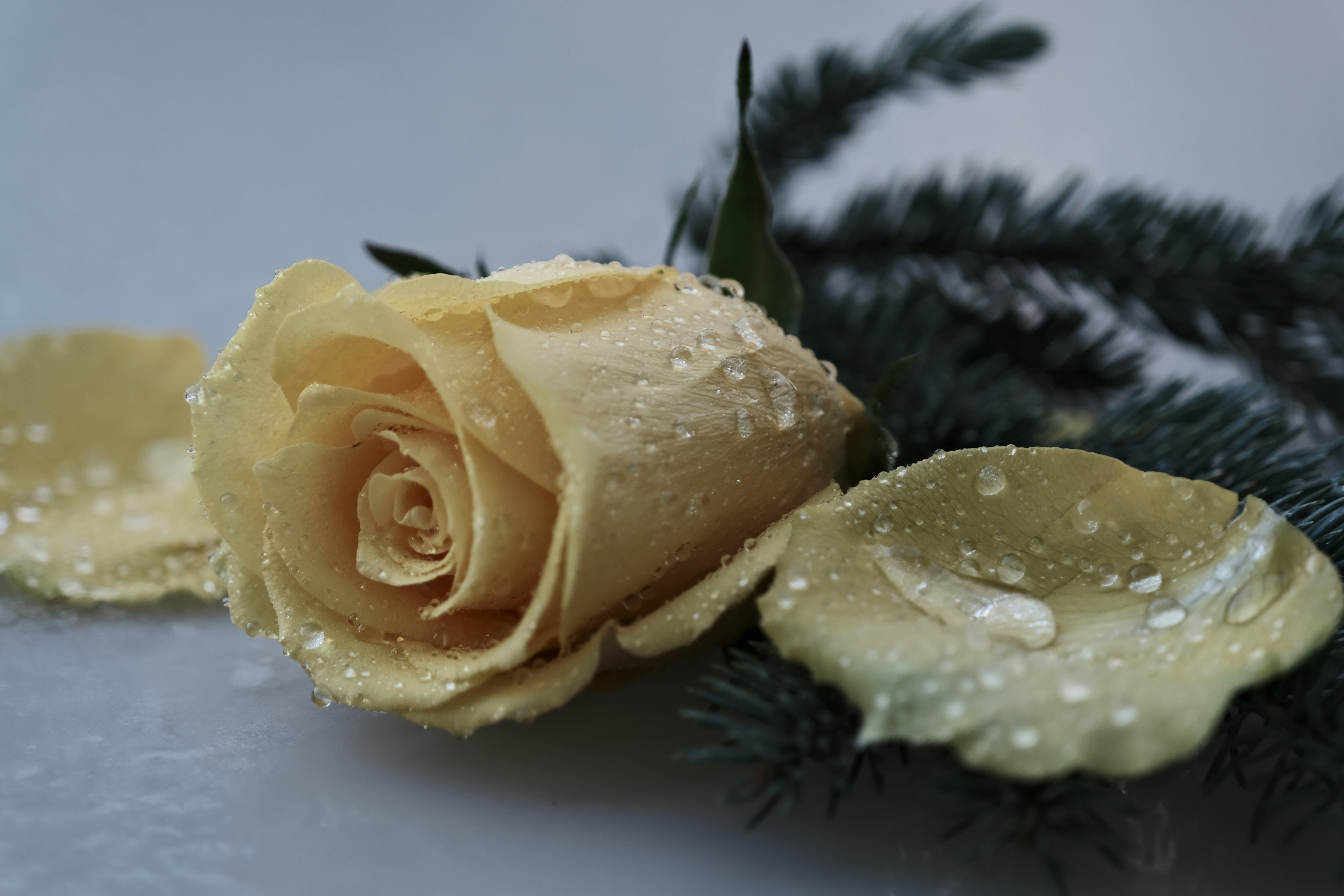 a yellow rose with water droplets on it