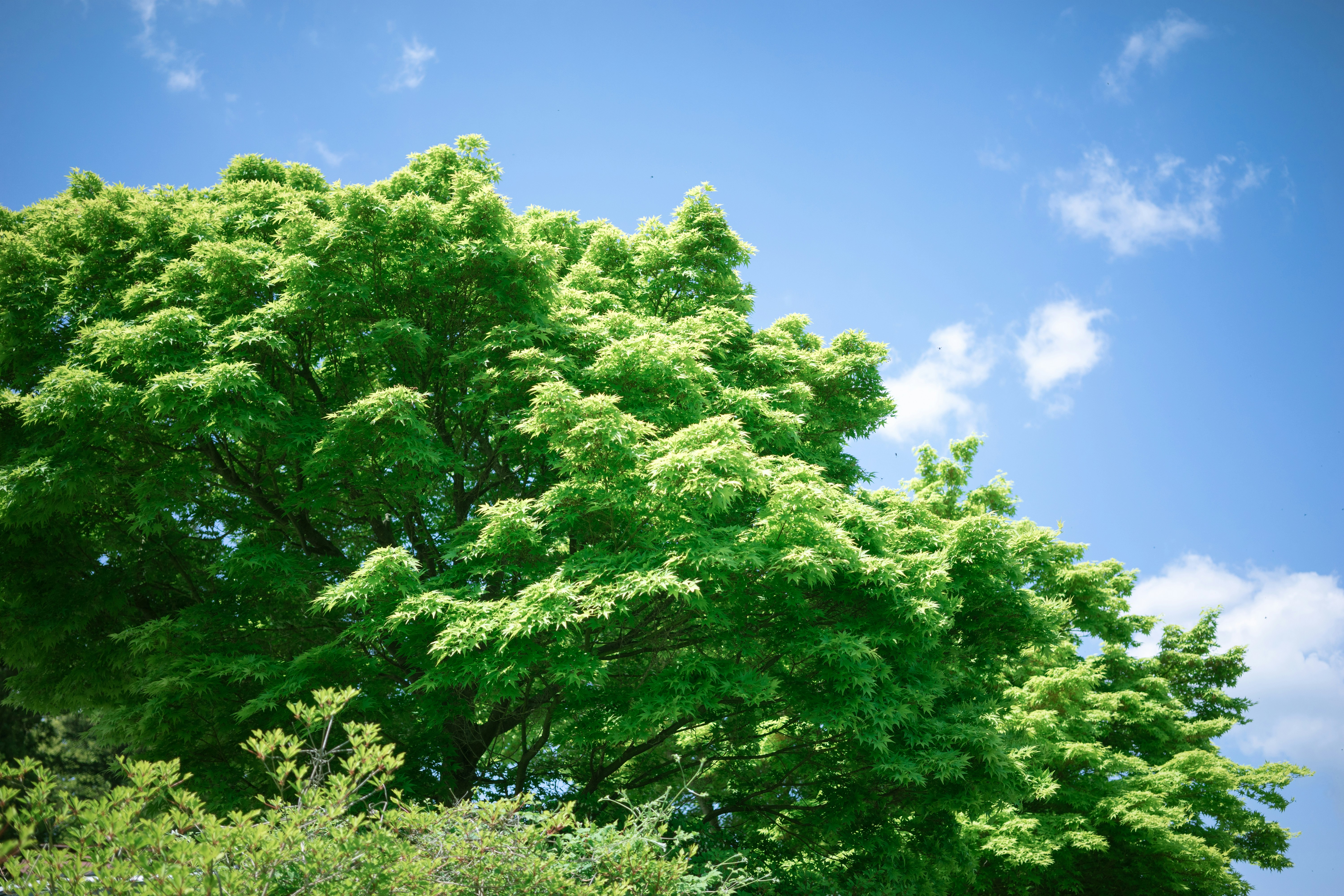 Emerald Canopy under a Clear Summer Sky