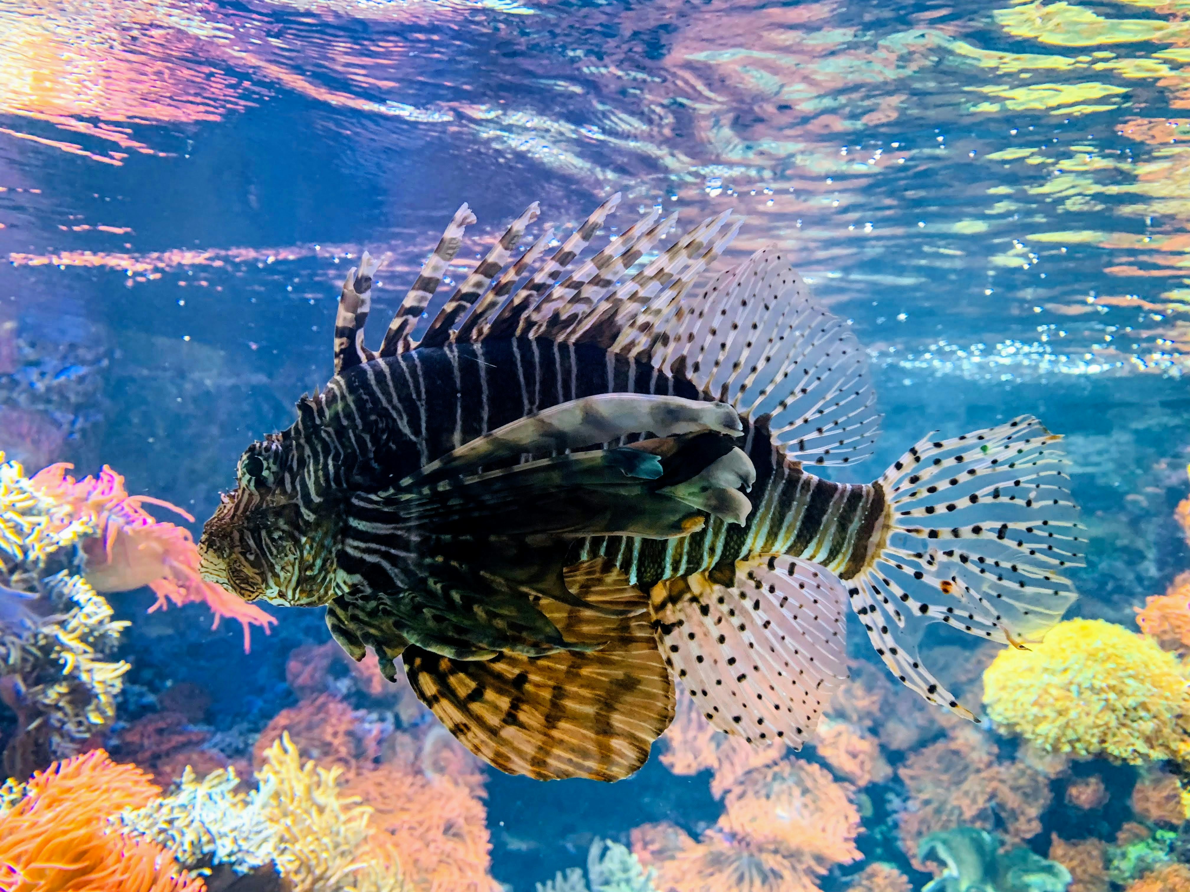 Lionfish gliding gracefully through a colorful coral reef, showcasing its striking fins and patterns. The underwater scene is filled with vivid marine life.