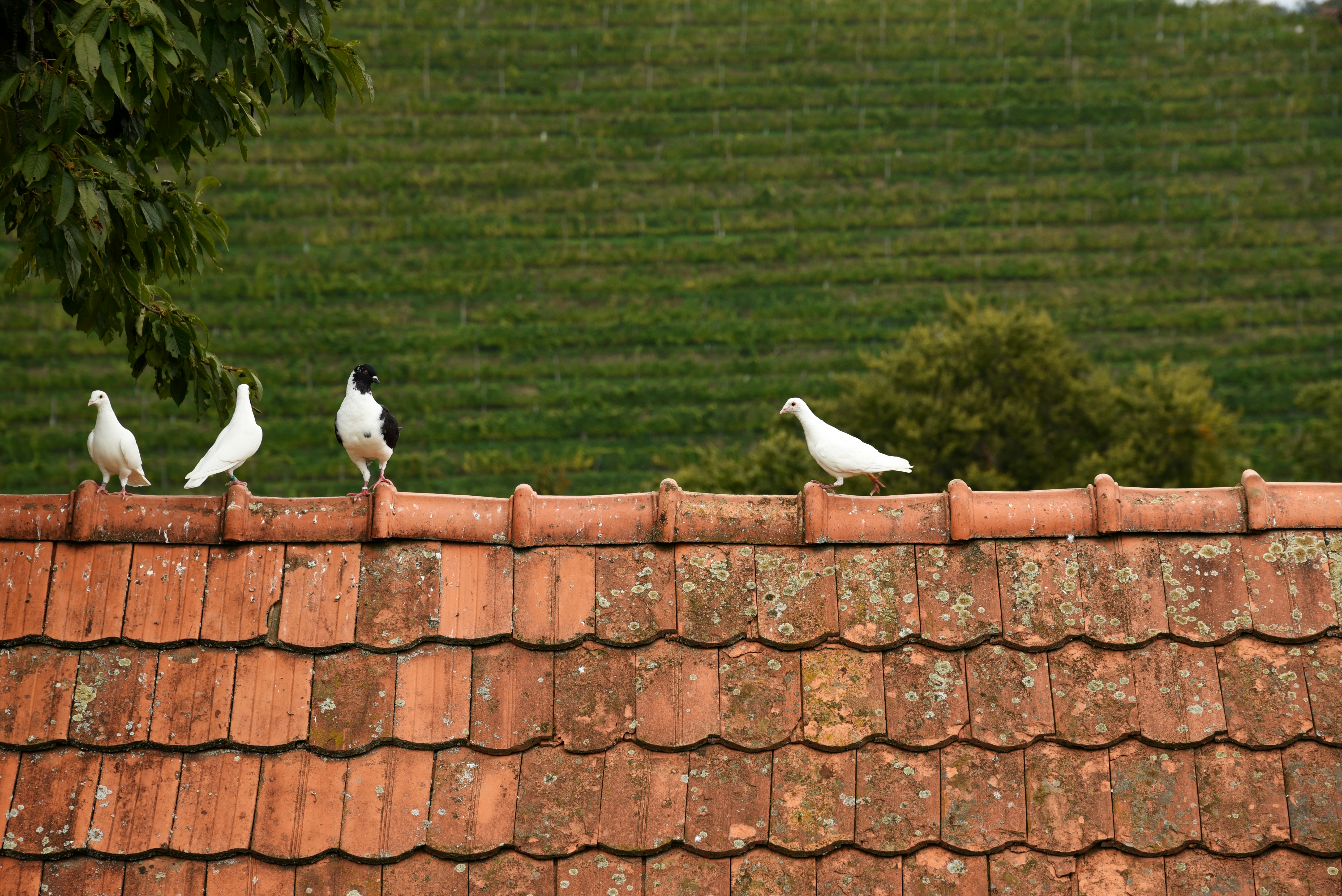 Gulls on a clay-tiled ridge overlook a terraced green hillside