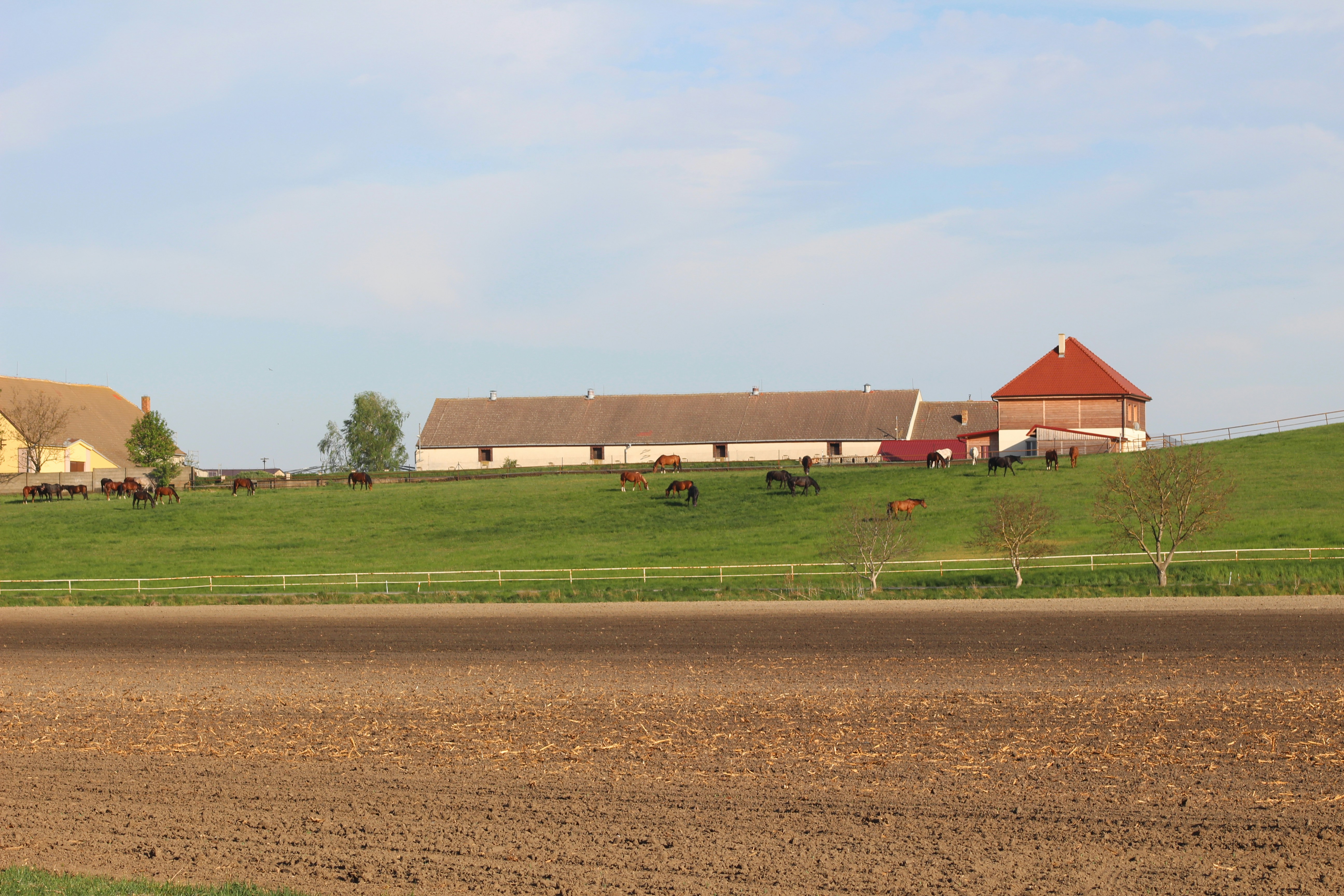 A farm with horses grazing on the grass photo – Free Land Image on Unsplash
