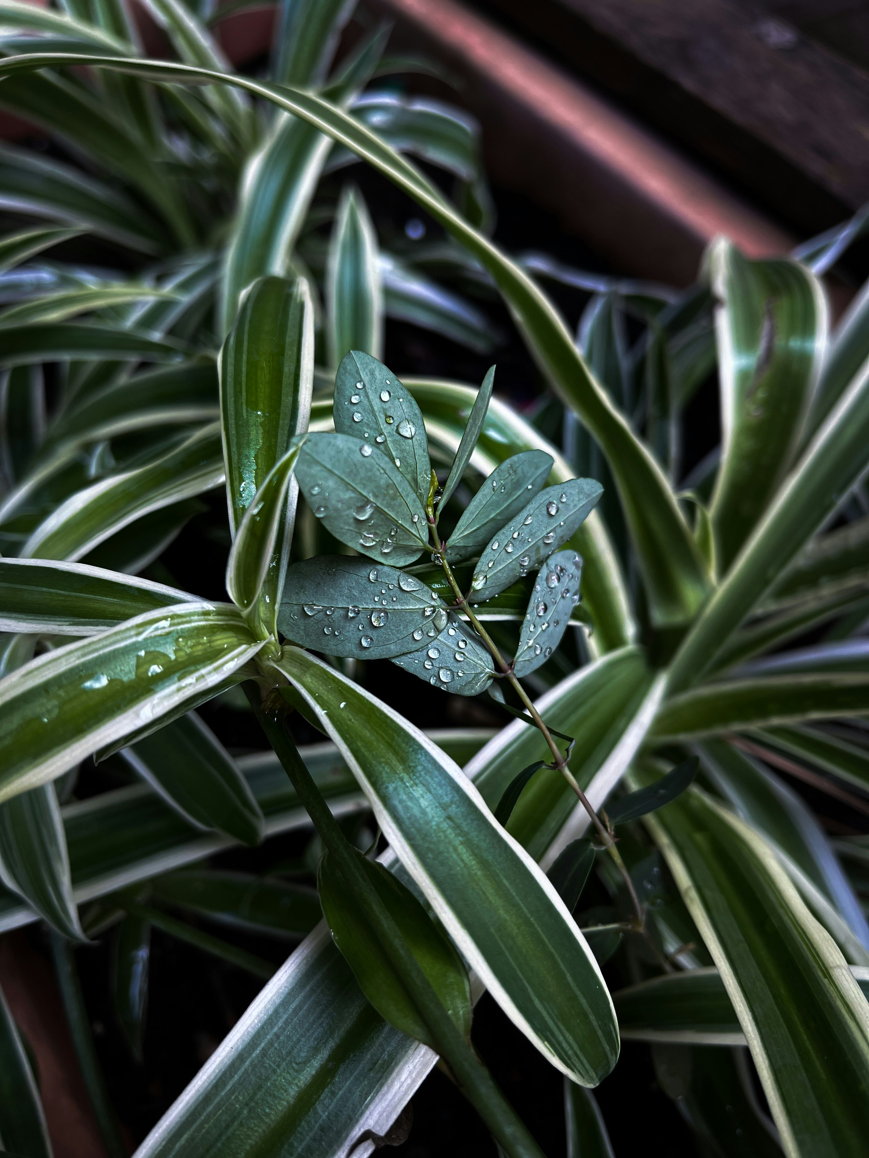 a close up of a plant with water droplets on it