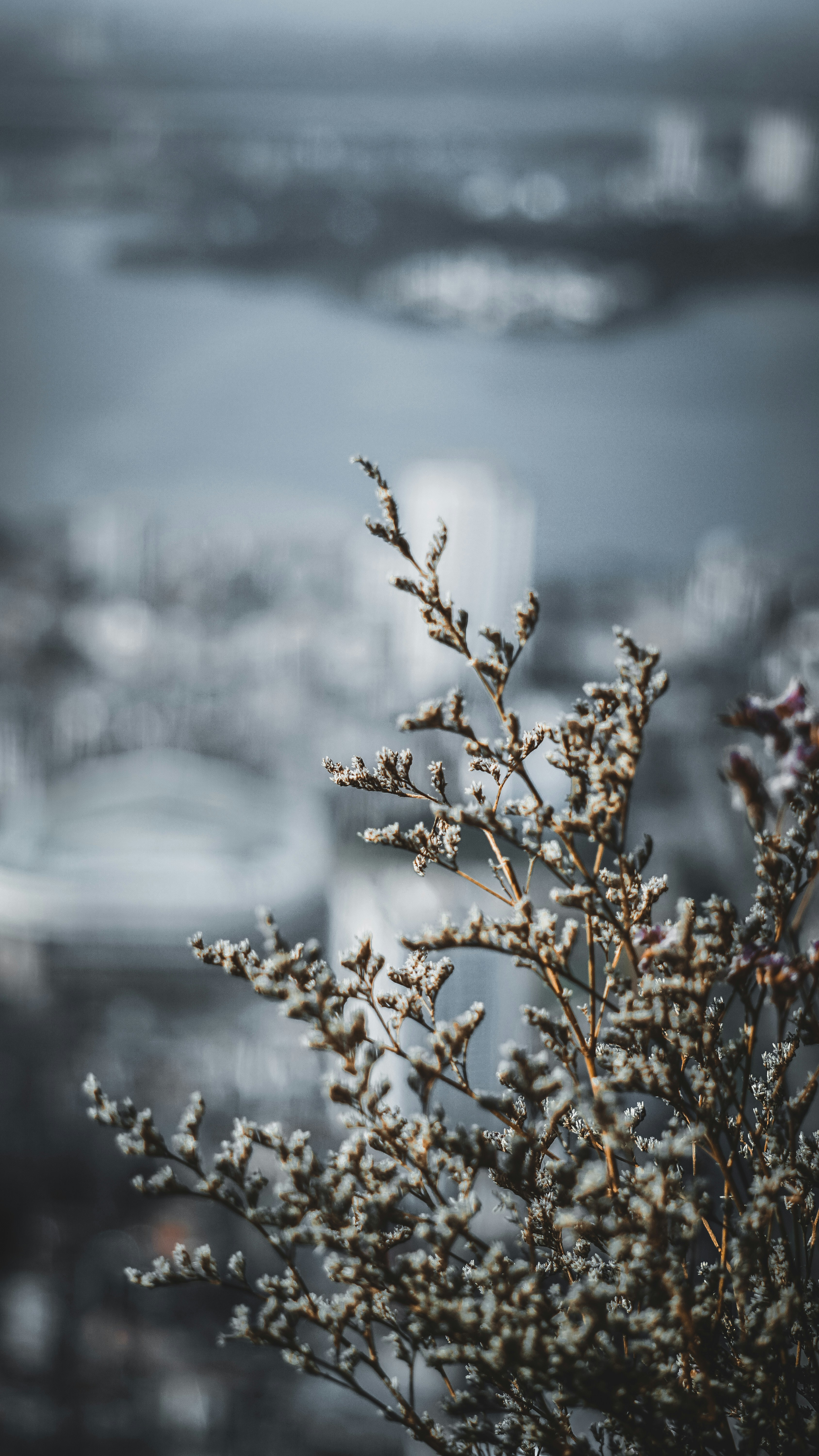 Frost-Kissed Sprigs Framing a Distant Cityscape