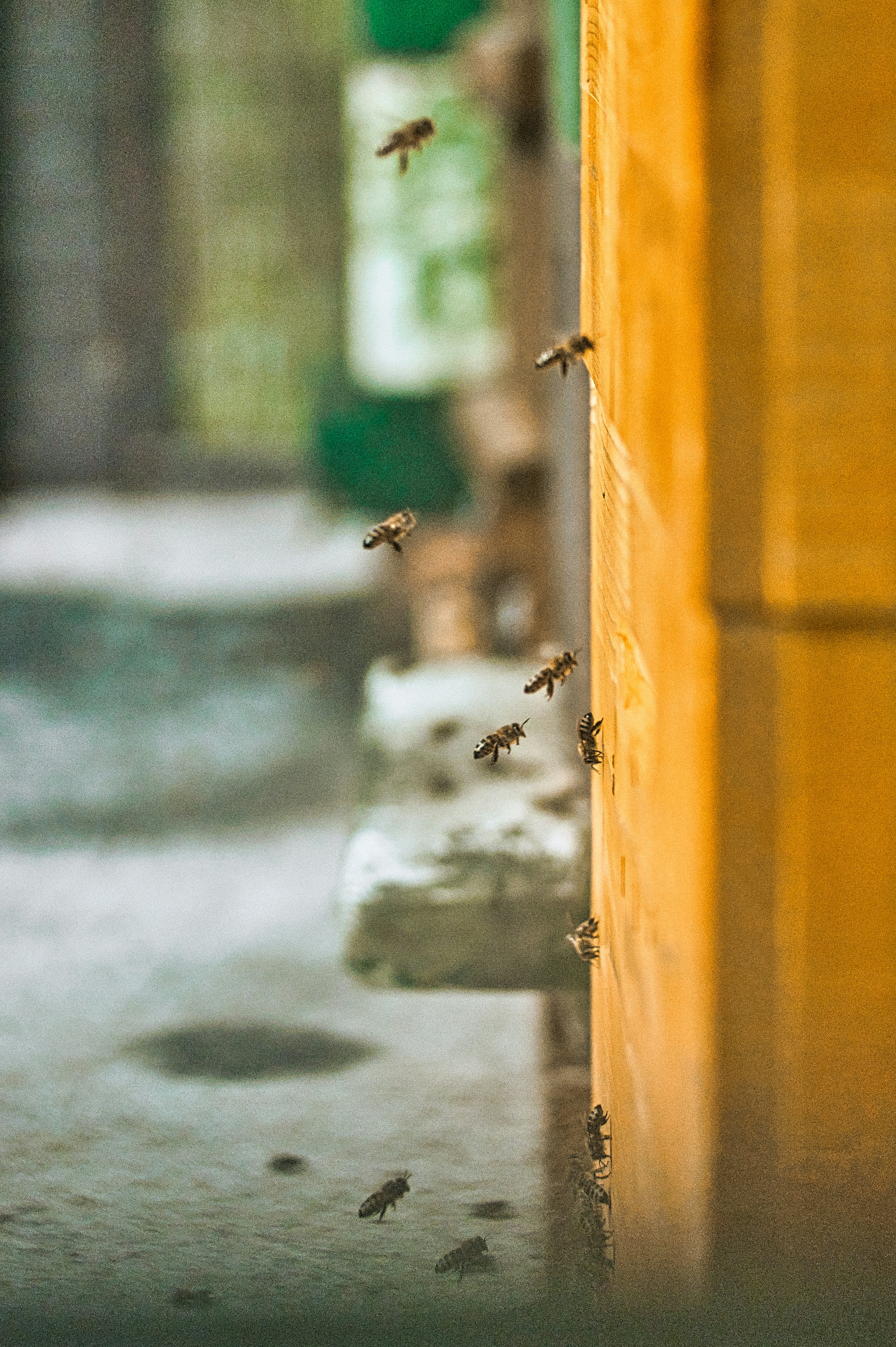 Un groupe d’abeilles volant autour d’un bâtiment photo – Photo La ...