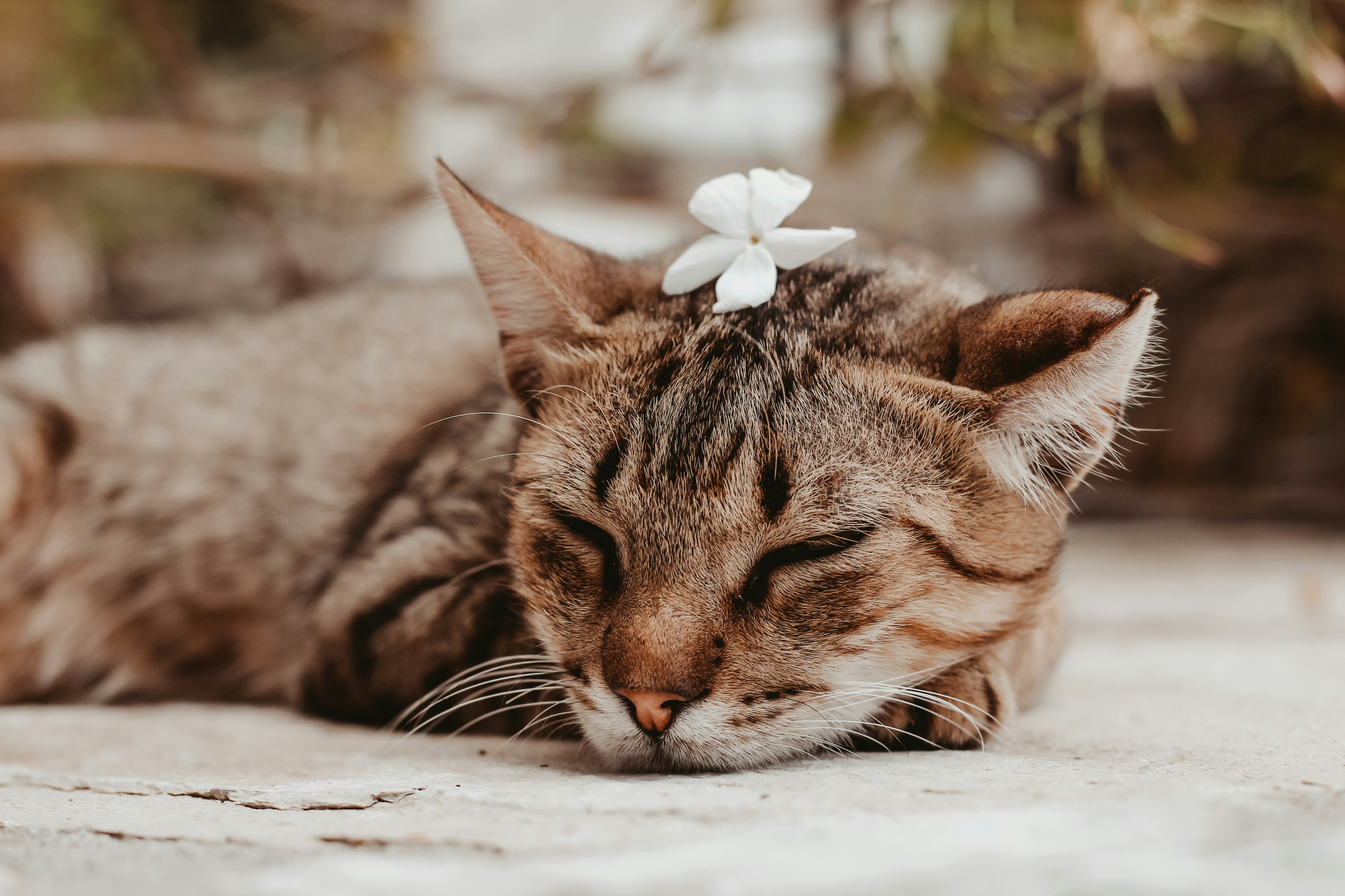 a cat sleeping on the ground with a flower on its head
