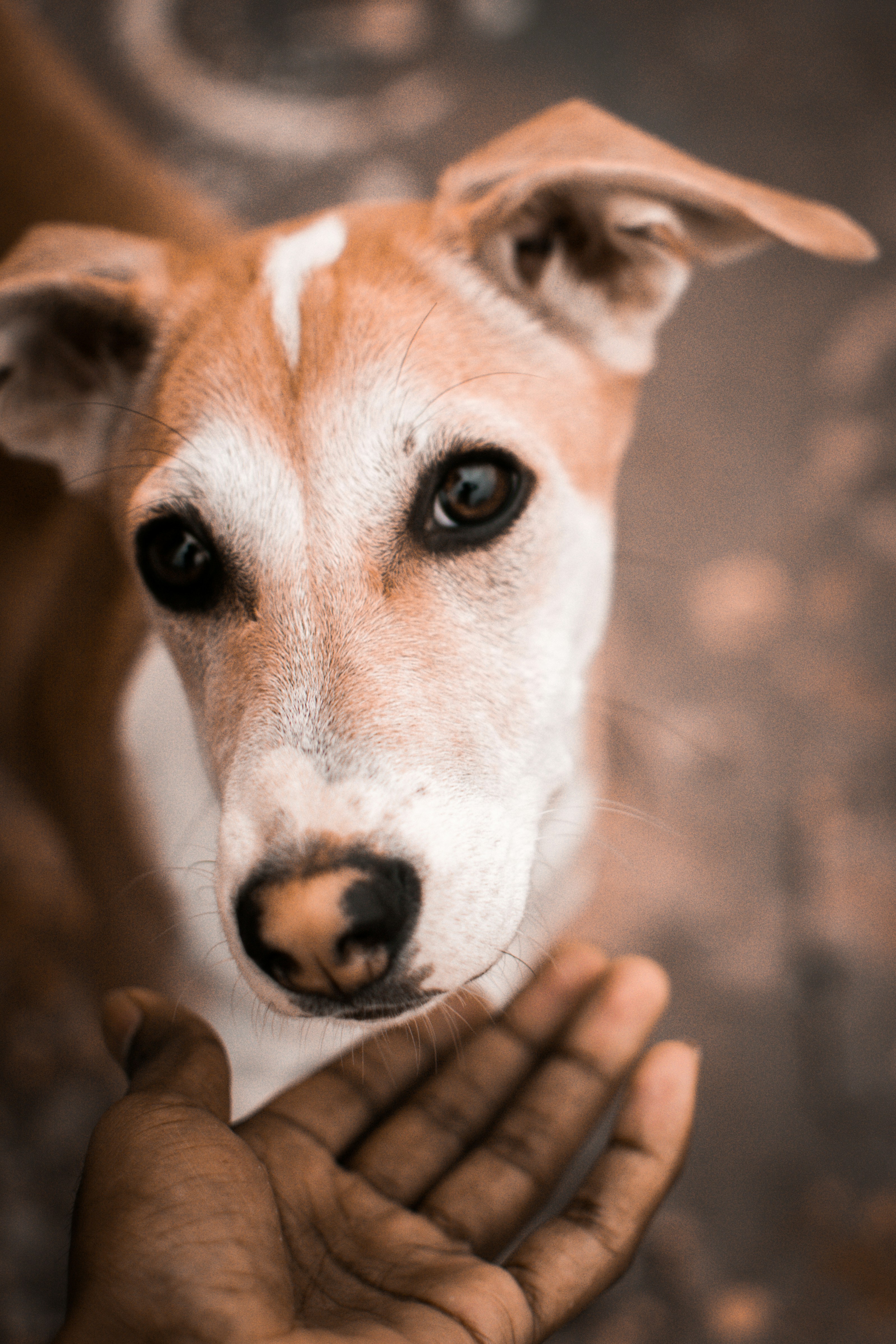 A person holding a dog in their hands photo – Free Wallpaper Image on ...