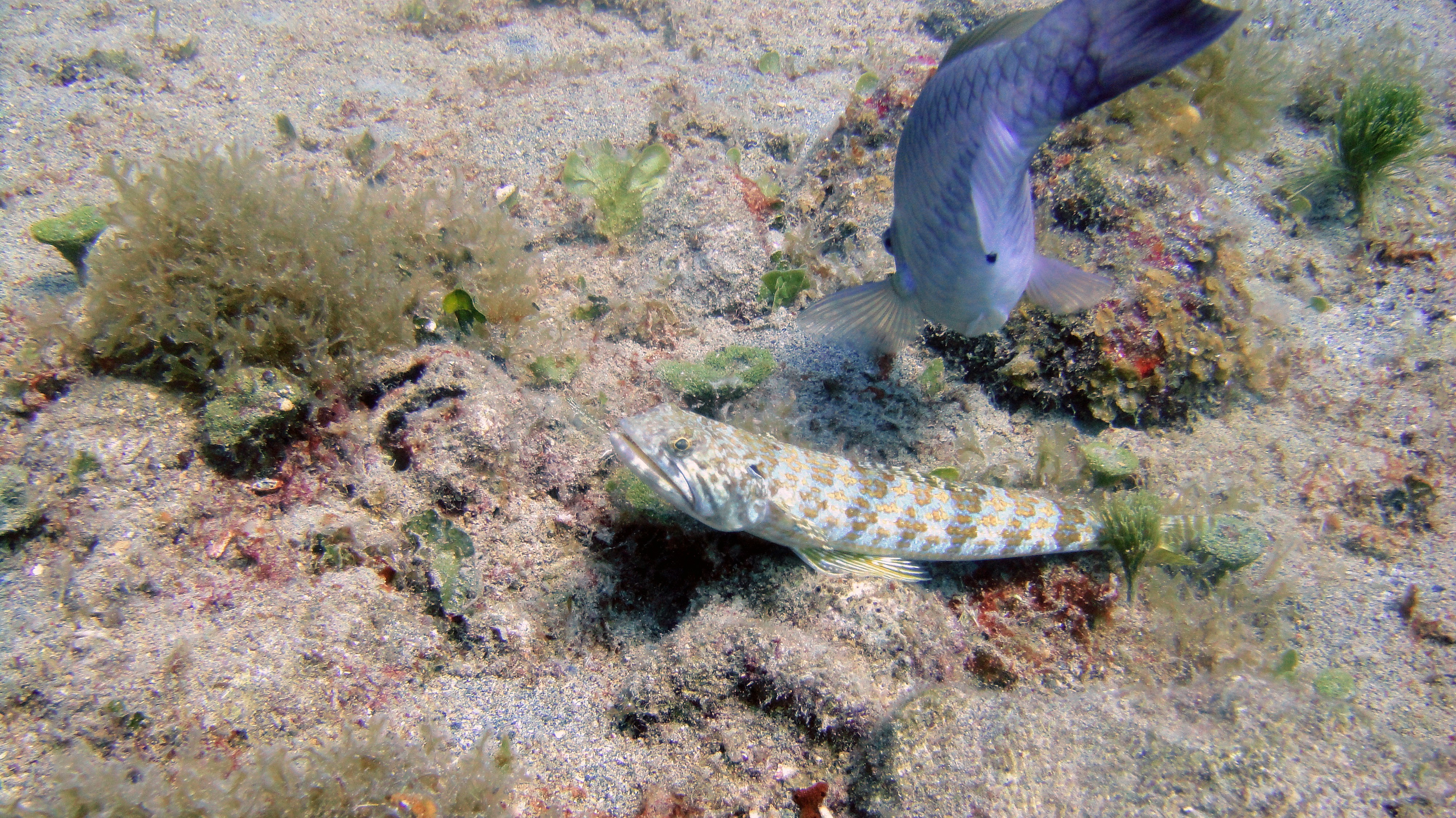 A couple of fish that are in the sand photo – Free Animal Image on Unsplash