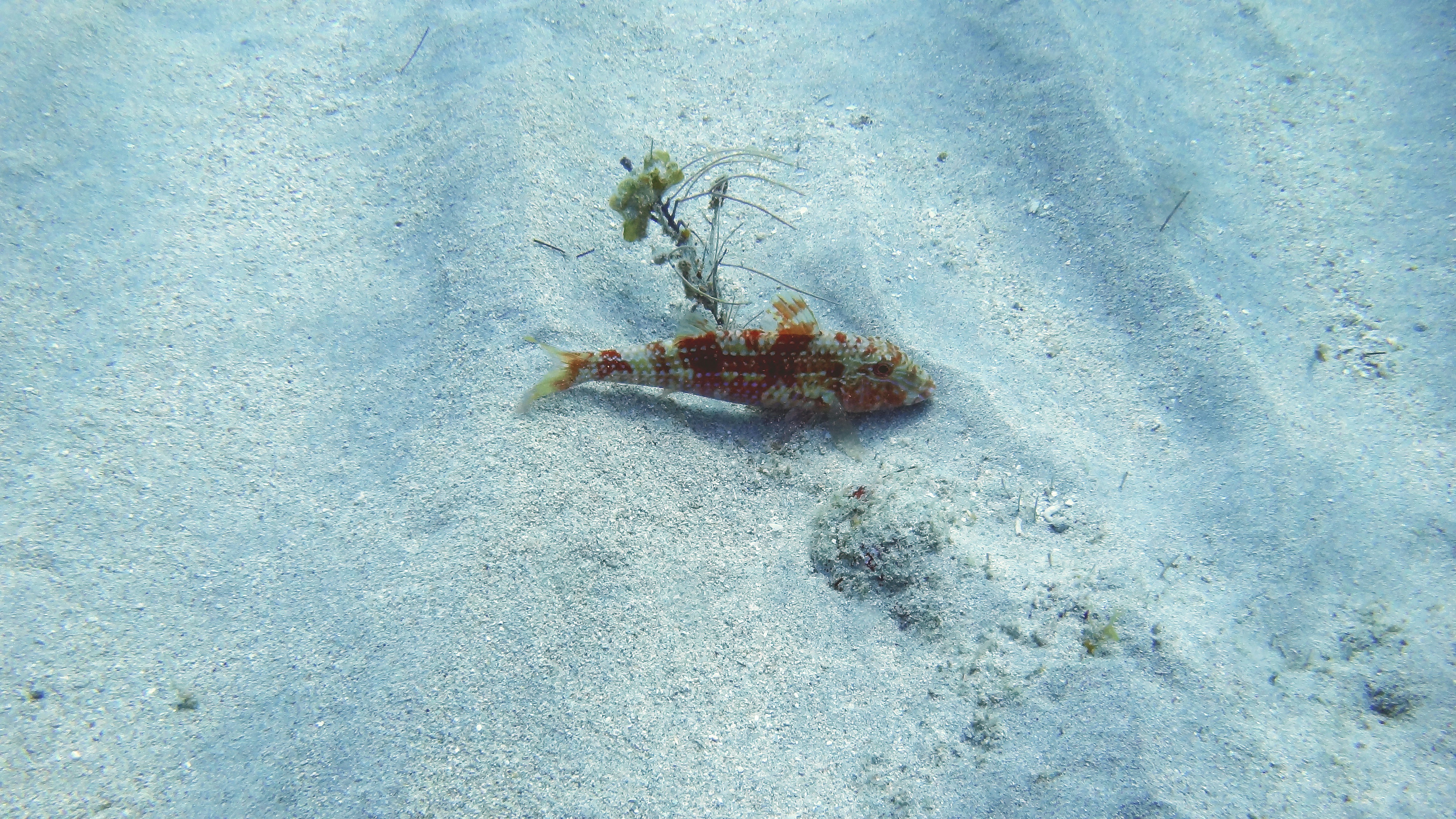A camouflaged fish resting on the sandy ocean floor among sparse vegetation. Its intricate patterns blend seamlessly with the surroundings.