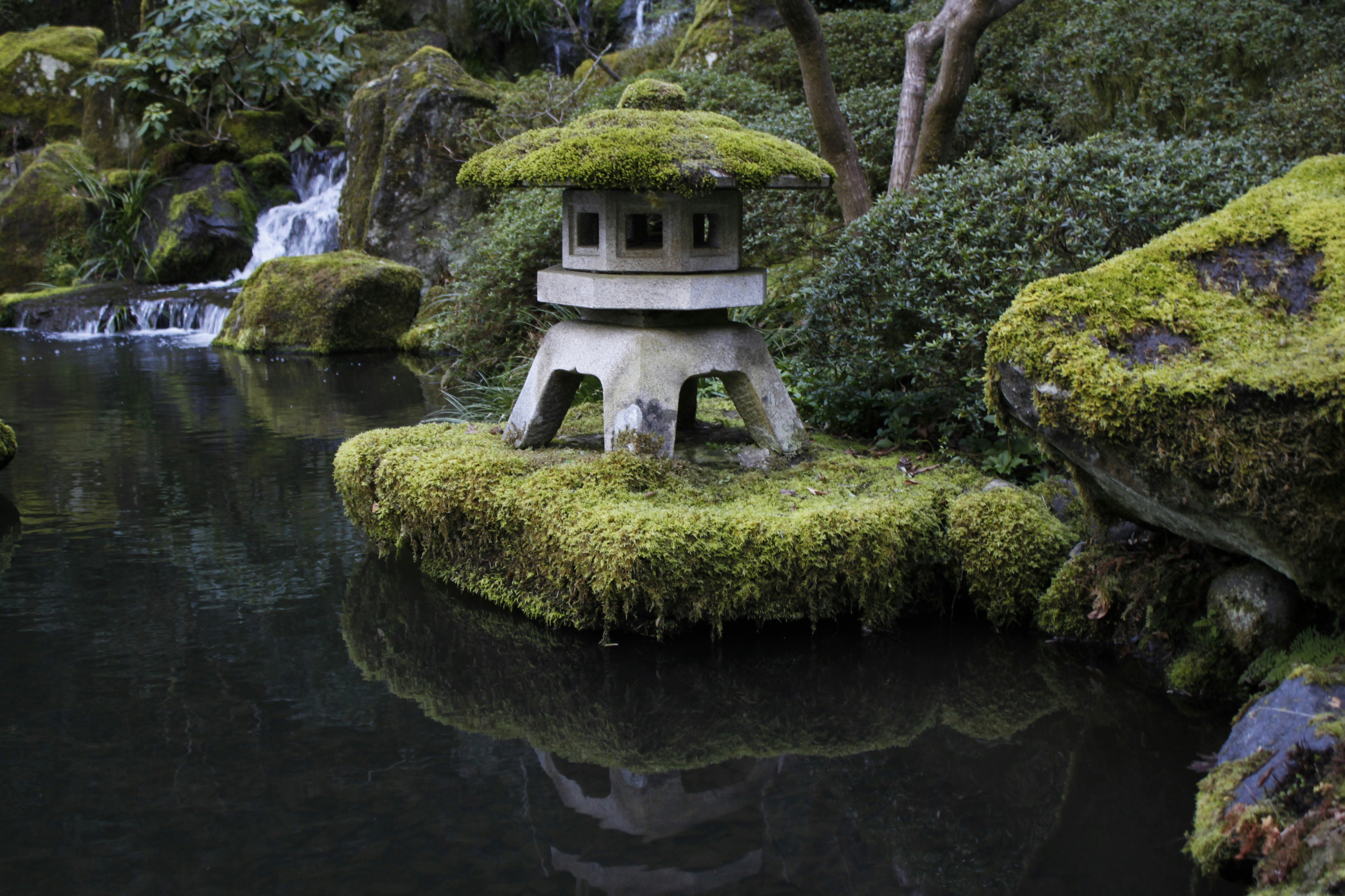A pond with moss growing on top of it photo – Free Portland Image on ...