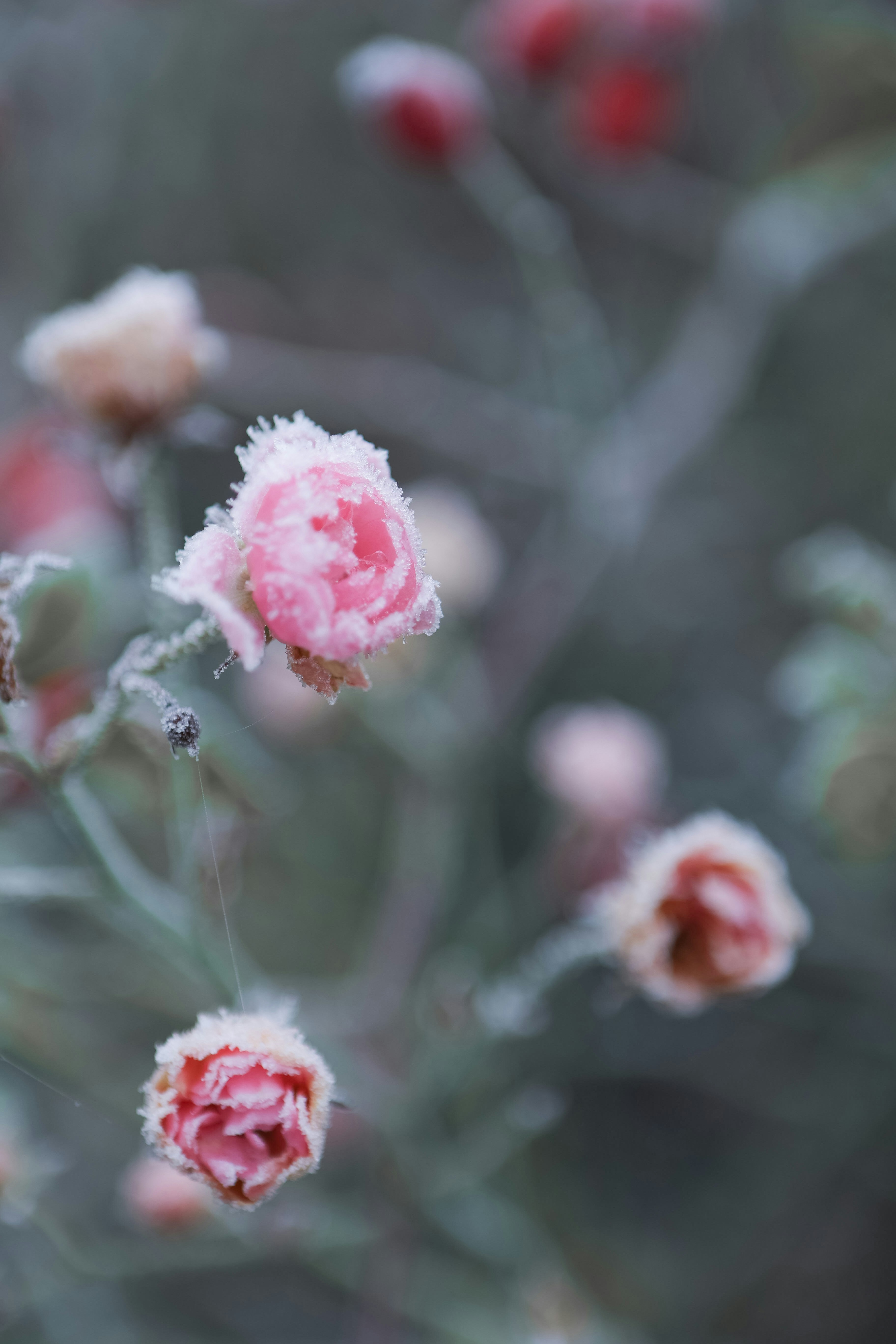 Frosted Petals: Pink Roses in a Winter Hush