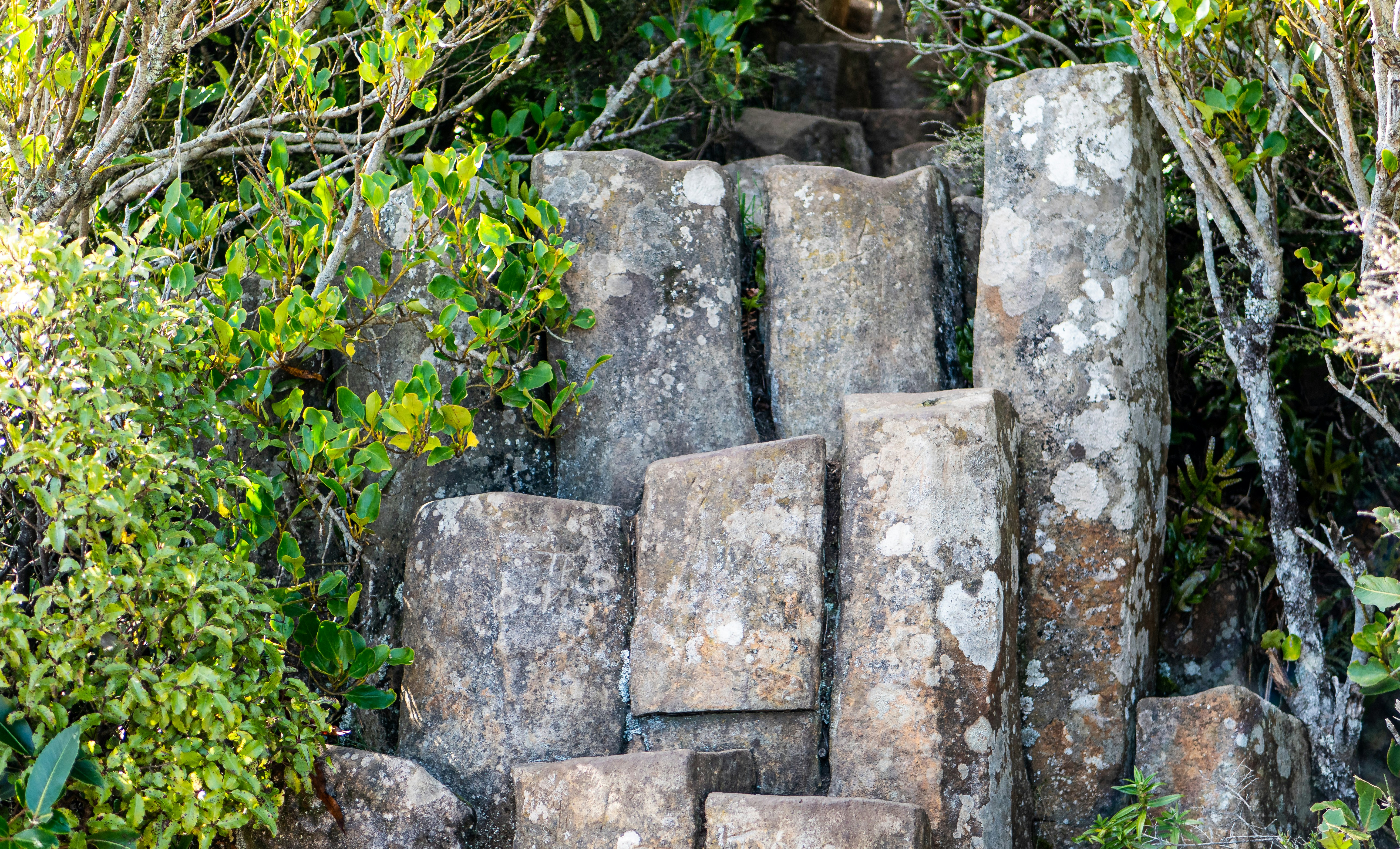 A pile of rocks sitting in the middle of a forest photo – Free Dunedin ...