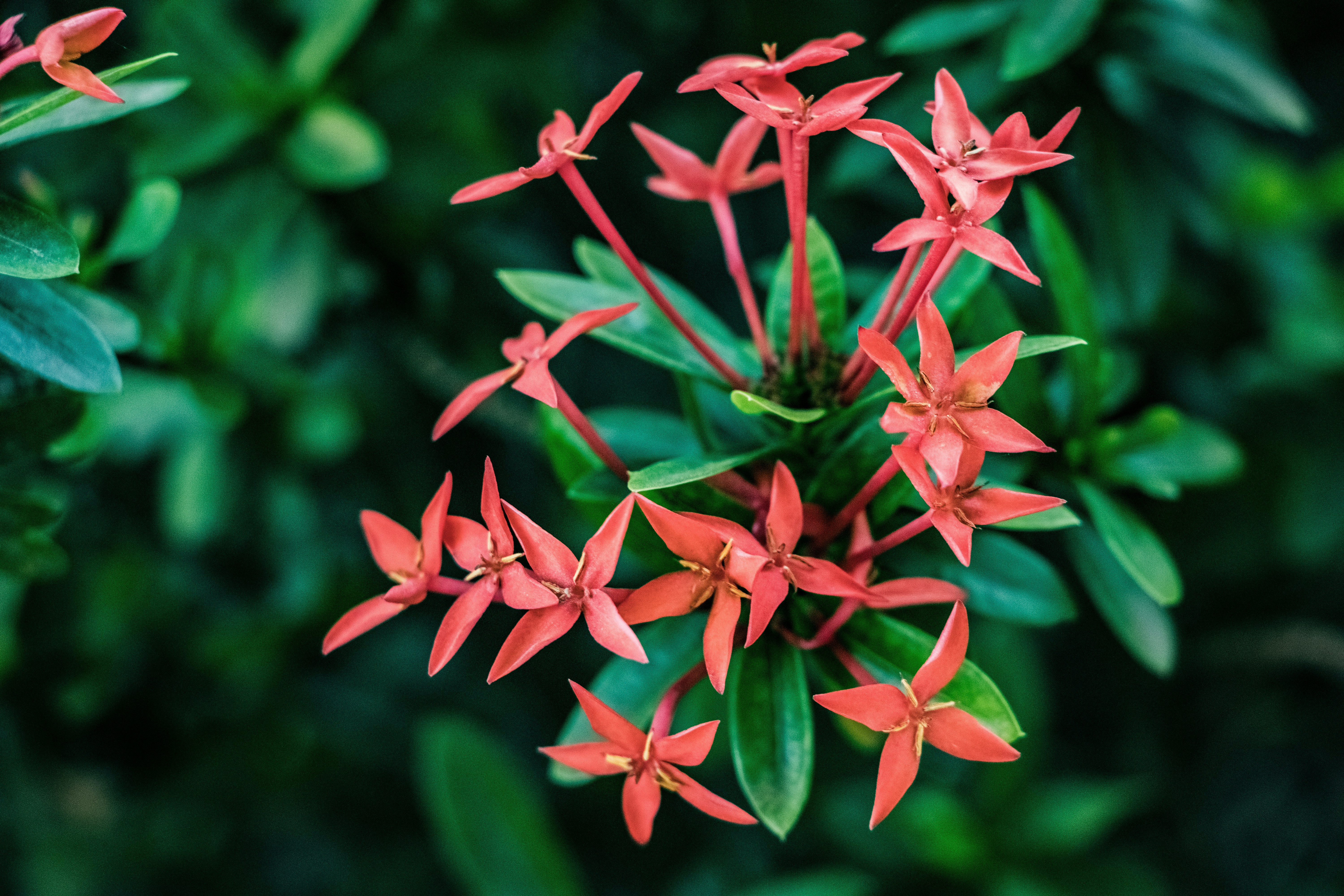 Vibrant coral flowers emerge from dense green foliage, showcasing nature's intricate beauty and harmony.