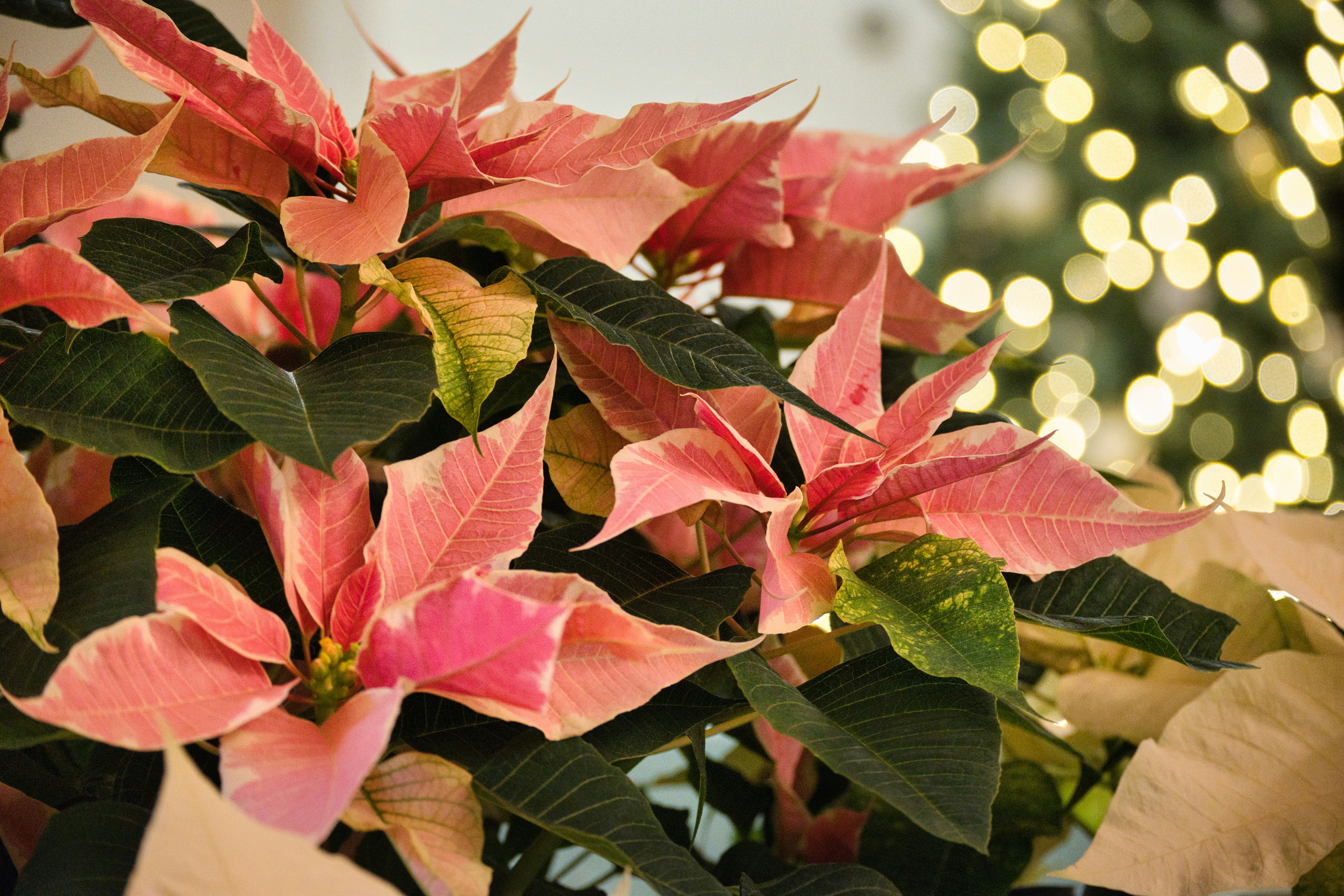 Delicate pink poinsettia flowers nestled among vibrant green leaves, set against a backdrop of soft, glowing lights.