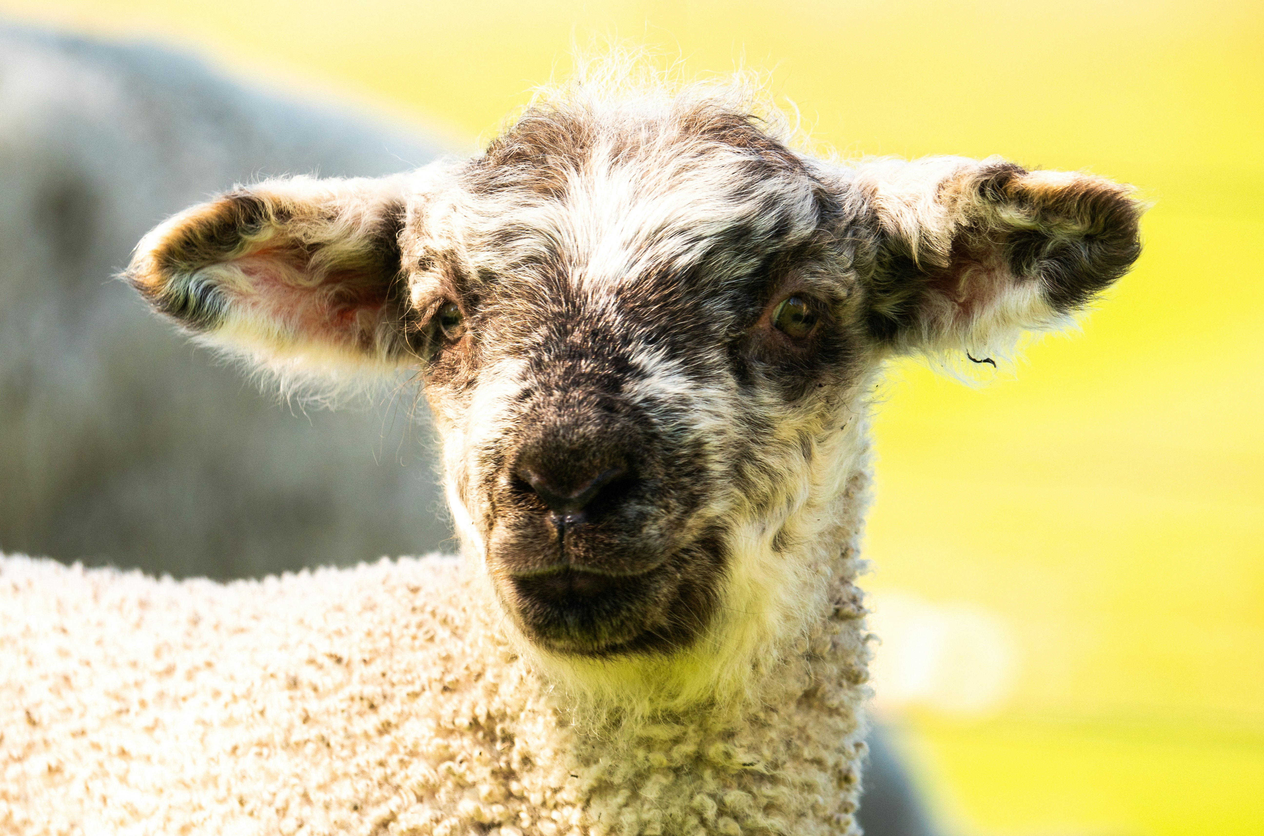 A close up of a sheep with a blurry background photo – Free Alexandra ...