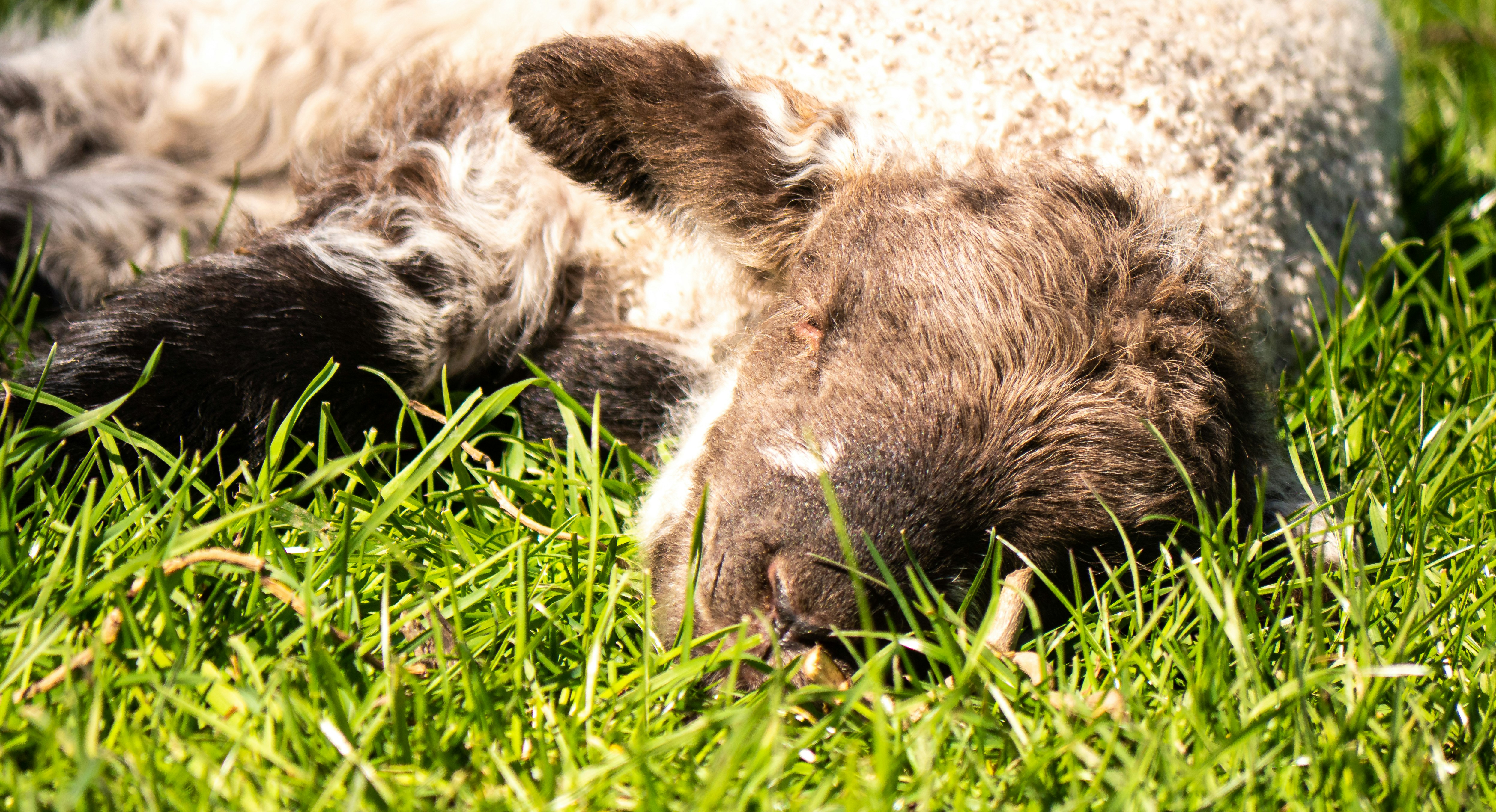 Napping Sheep: Sleepy Grazing Moment Under The Sun