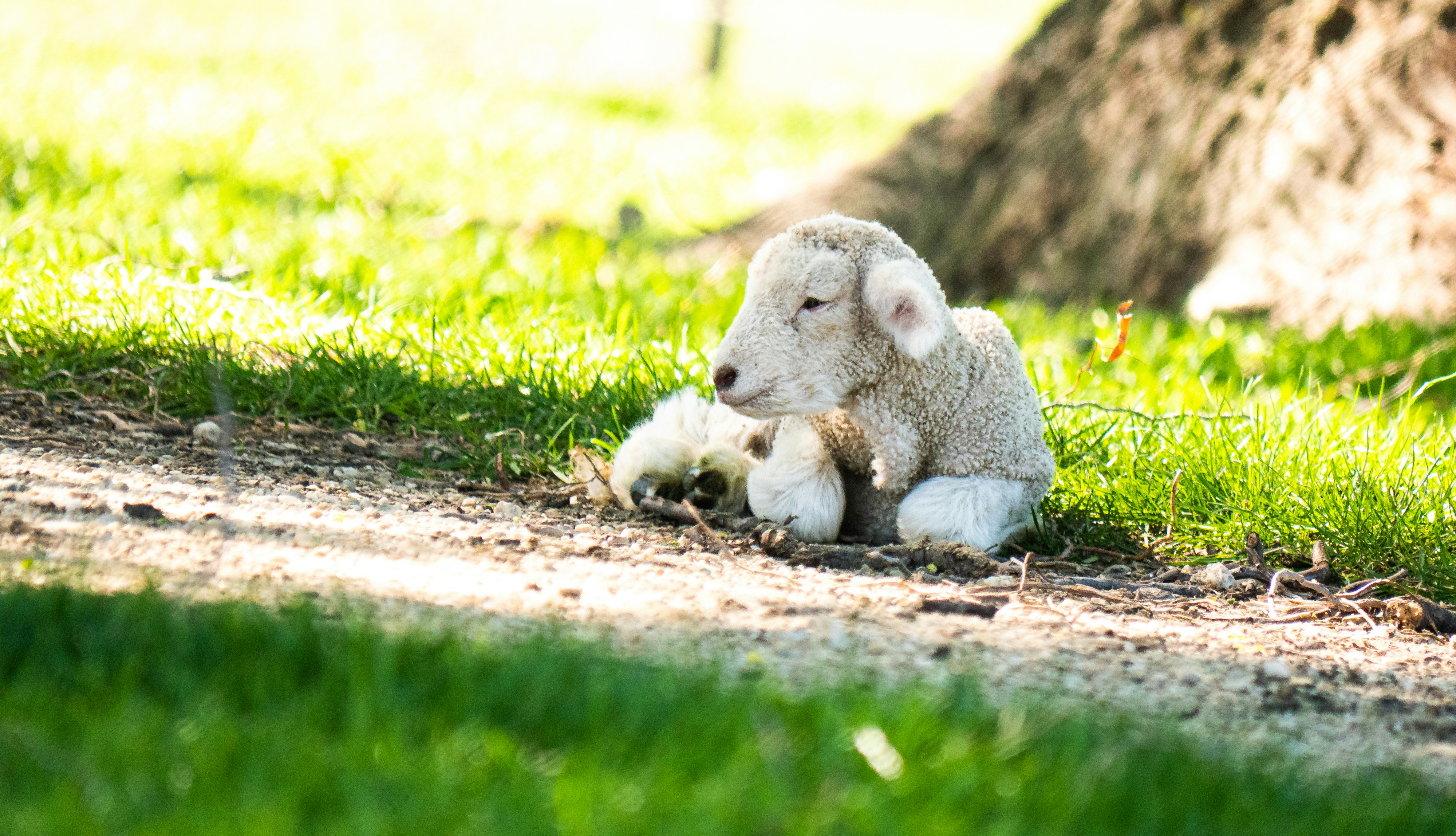 a sheep laying in the grass next to a tree