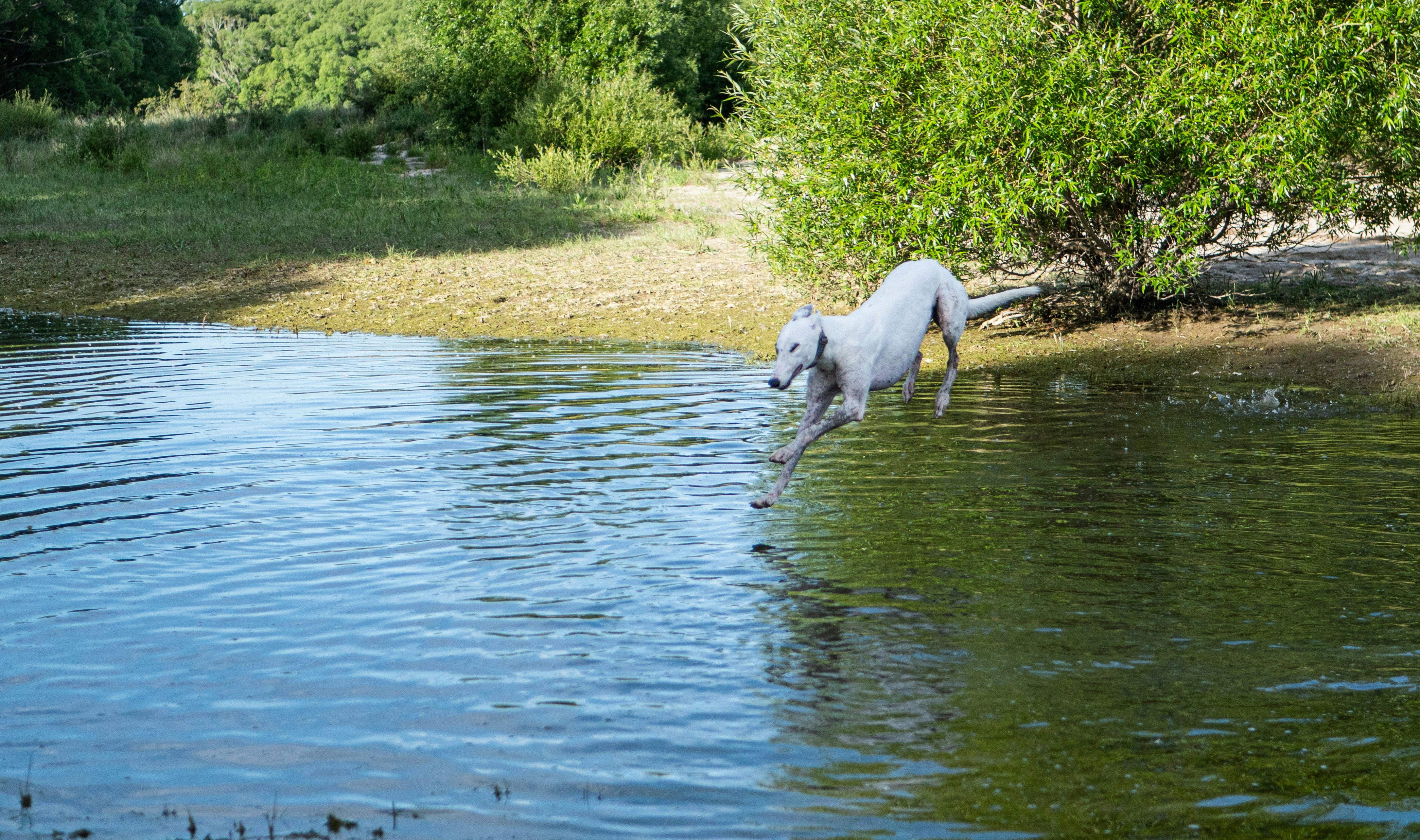 A dog jumping into a body of water photo – Free New zealand Image on ...