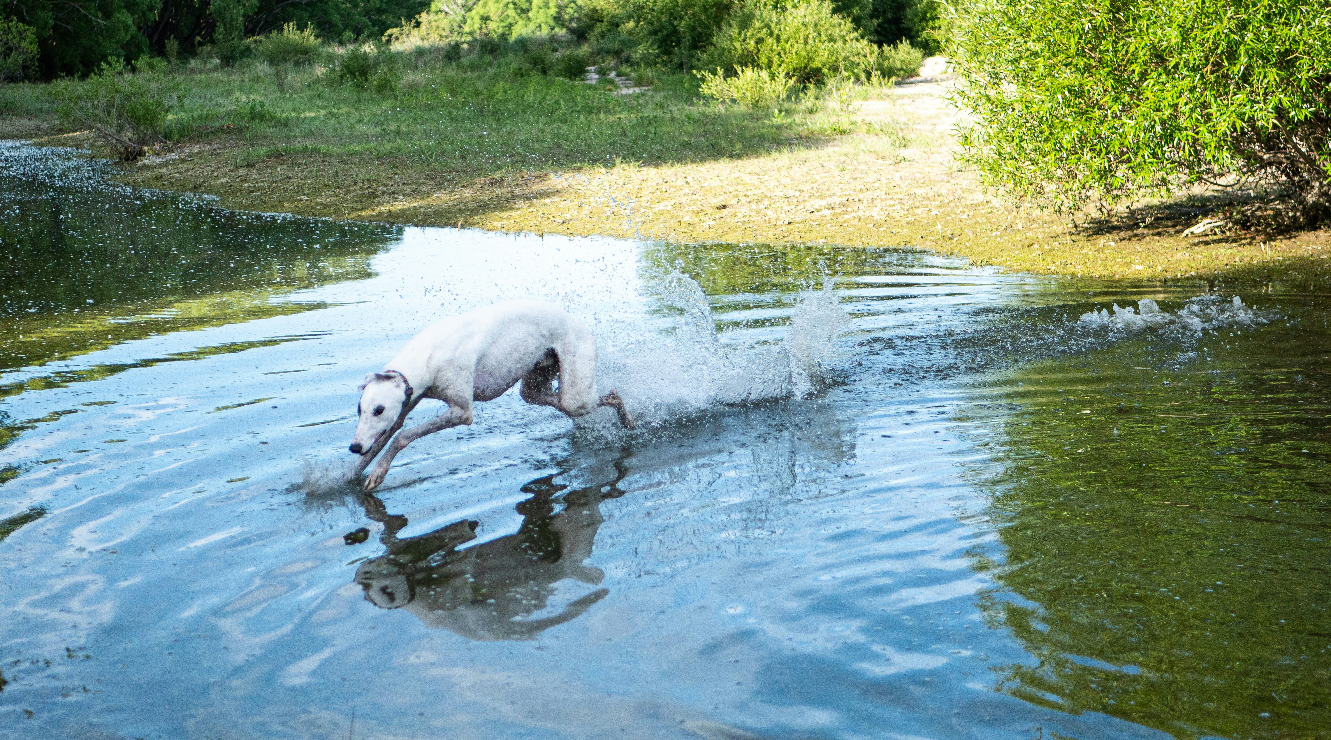 A white dog splashing water in a pond photo – Free Alexandra Image on ...