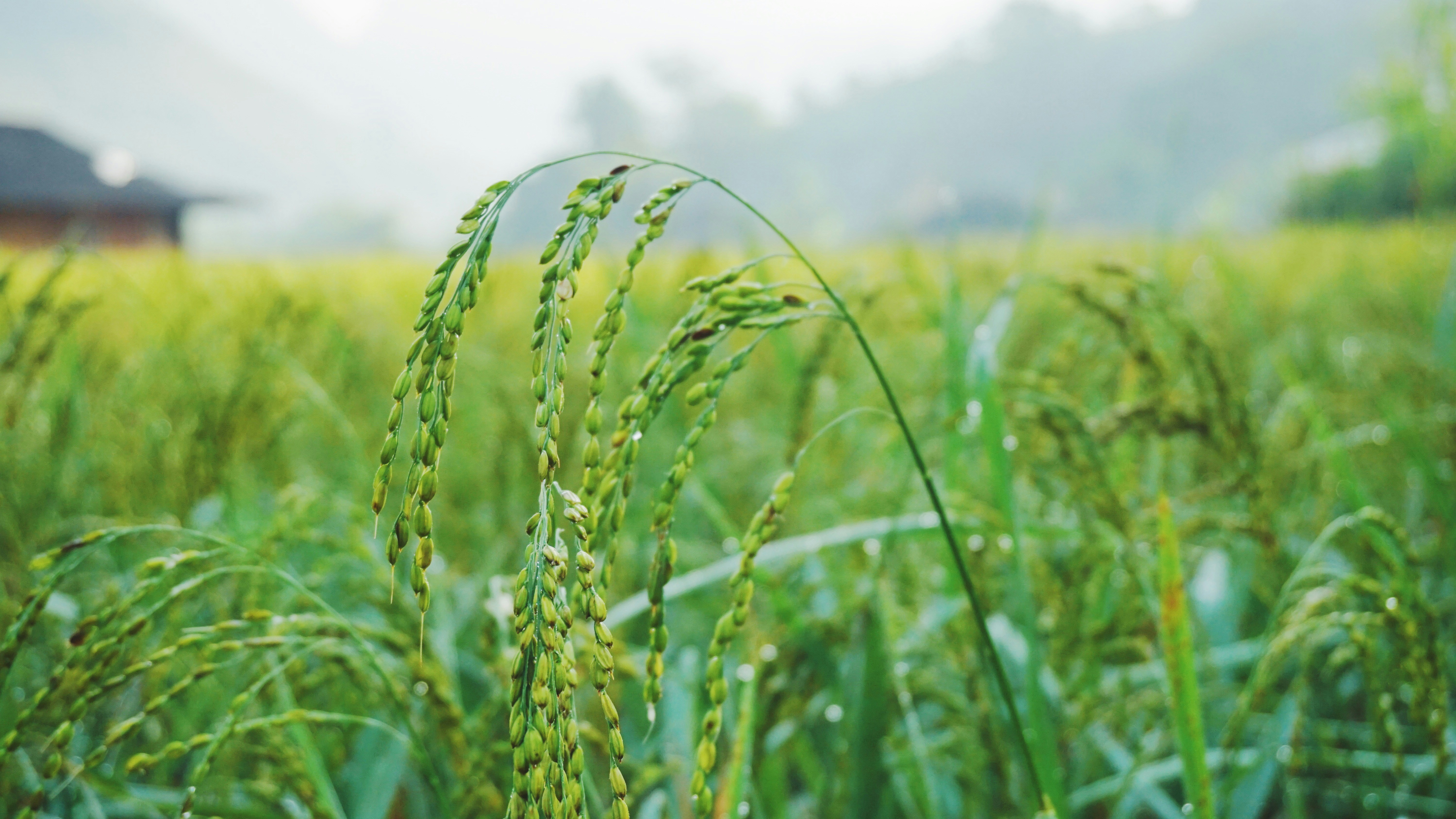 Rice Plant Pictures | Download Free Images on Unsplash