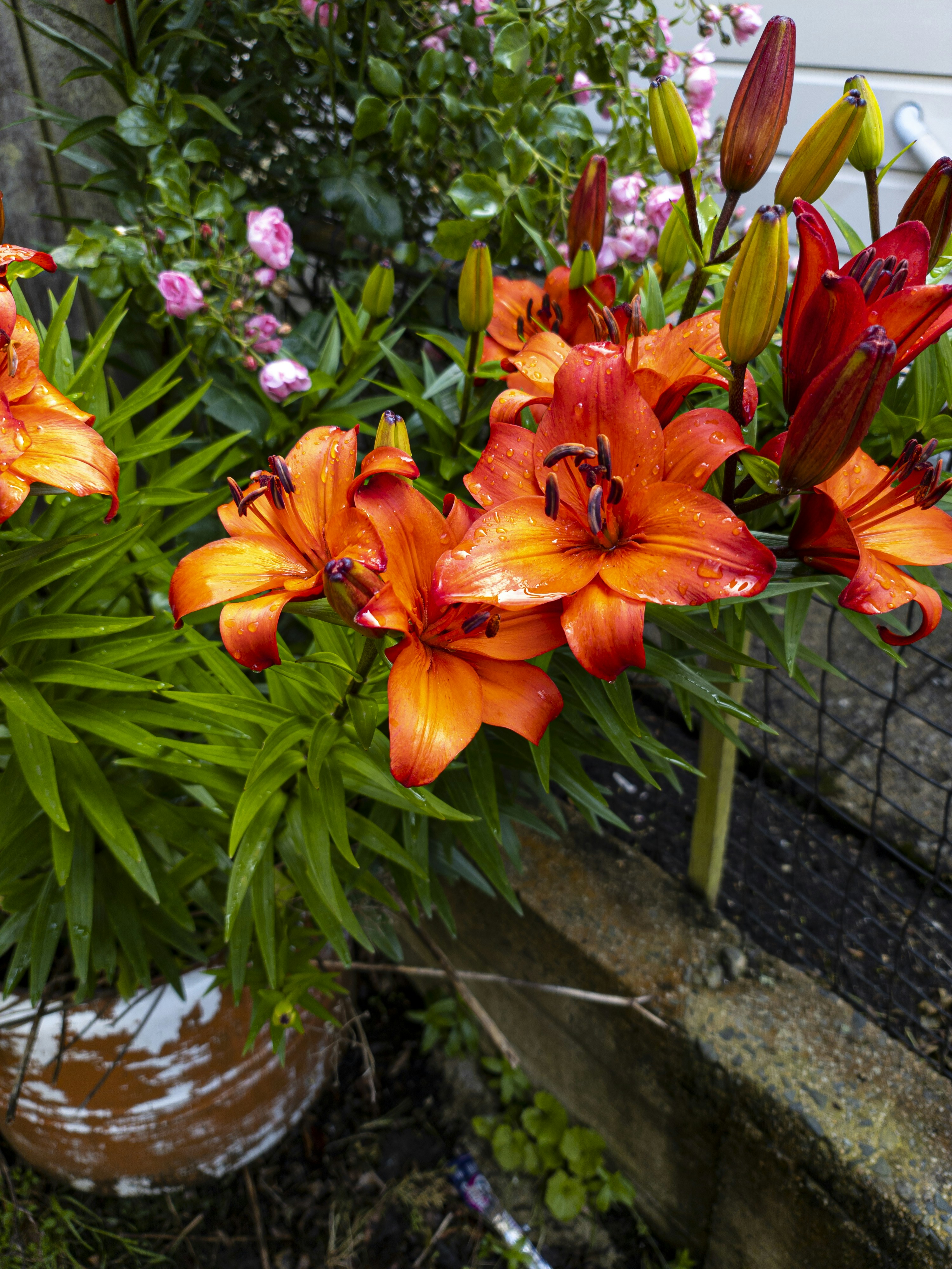 Fiery Orange Lilies Crown a Pot in a Sunlit Garden
