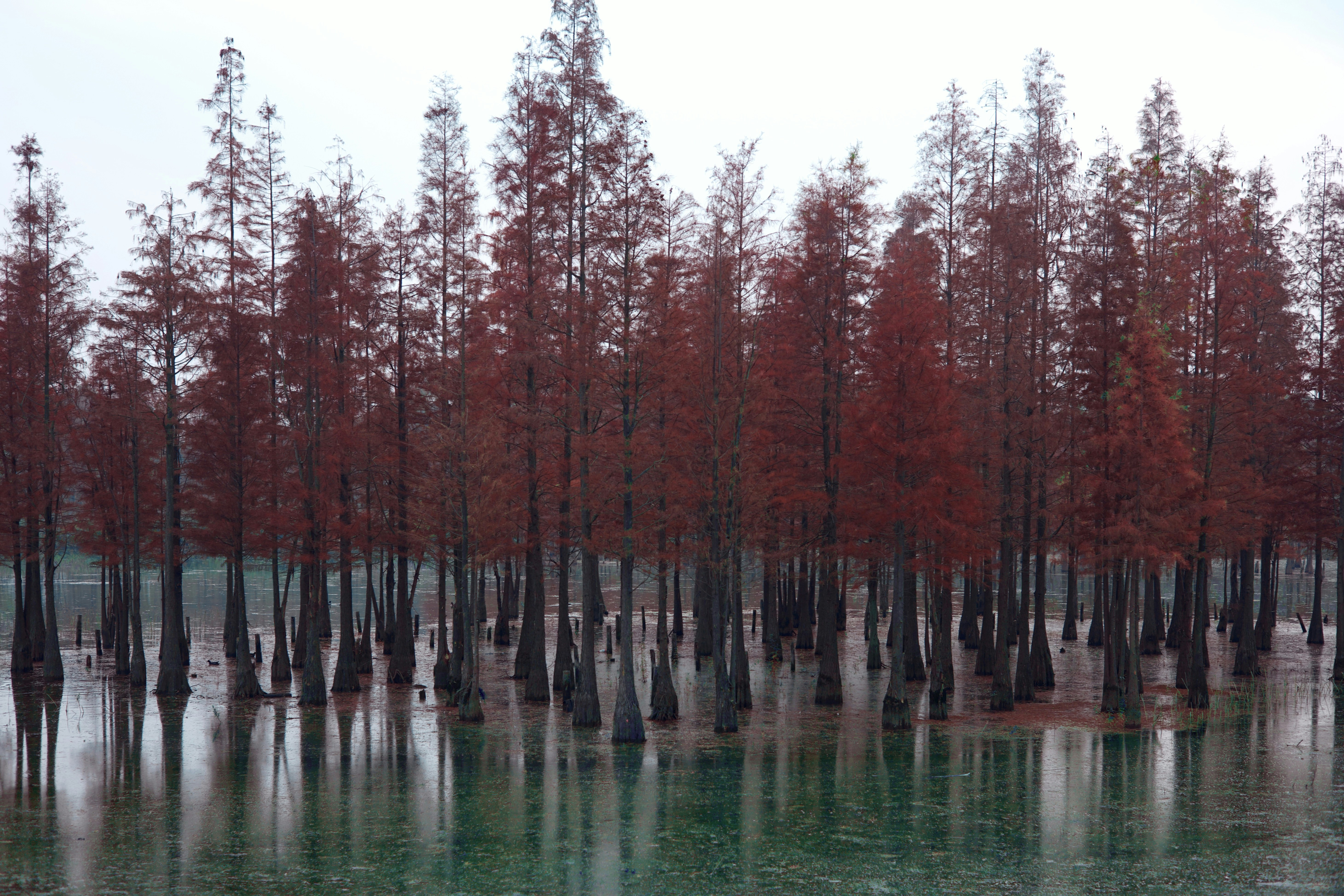 Crimson Pines Rising from a Glassy Marsh