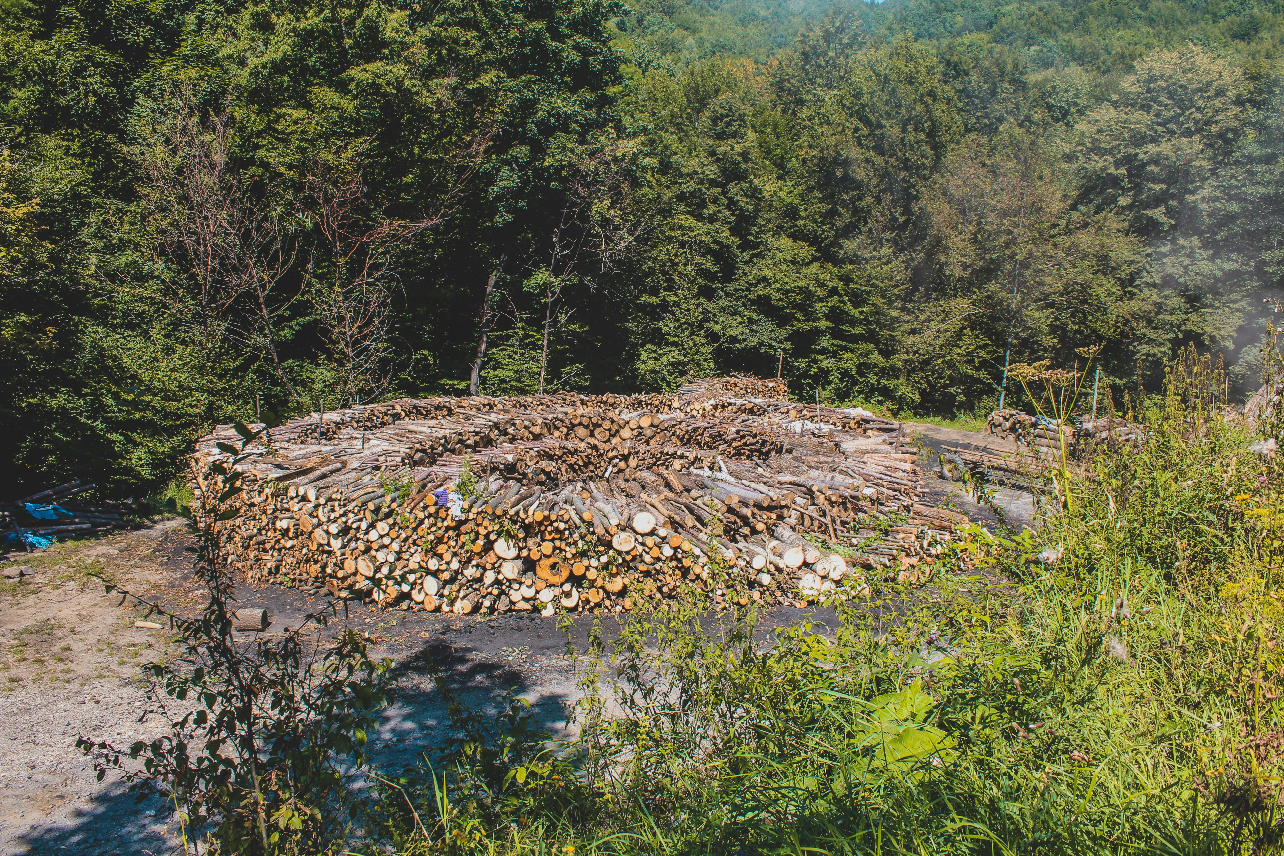 Circular arrangement of logs stacked neatly in a forest clearing, showcasing the intersection of nature and human craftsmanship.