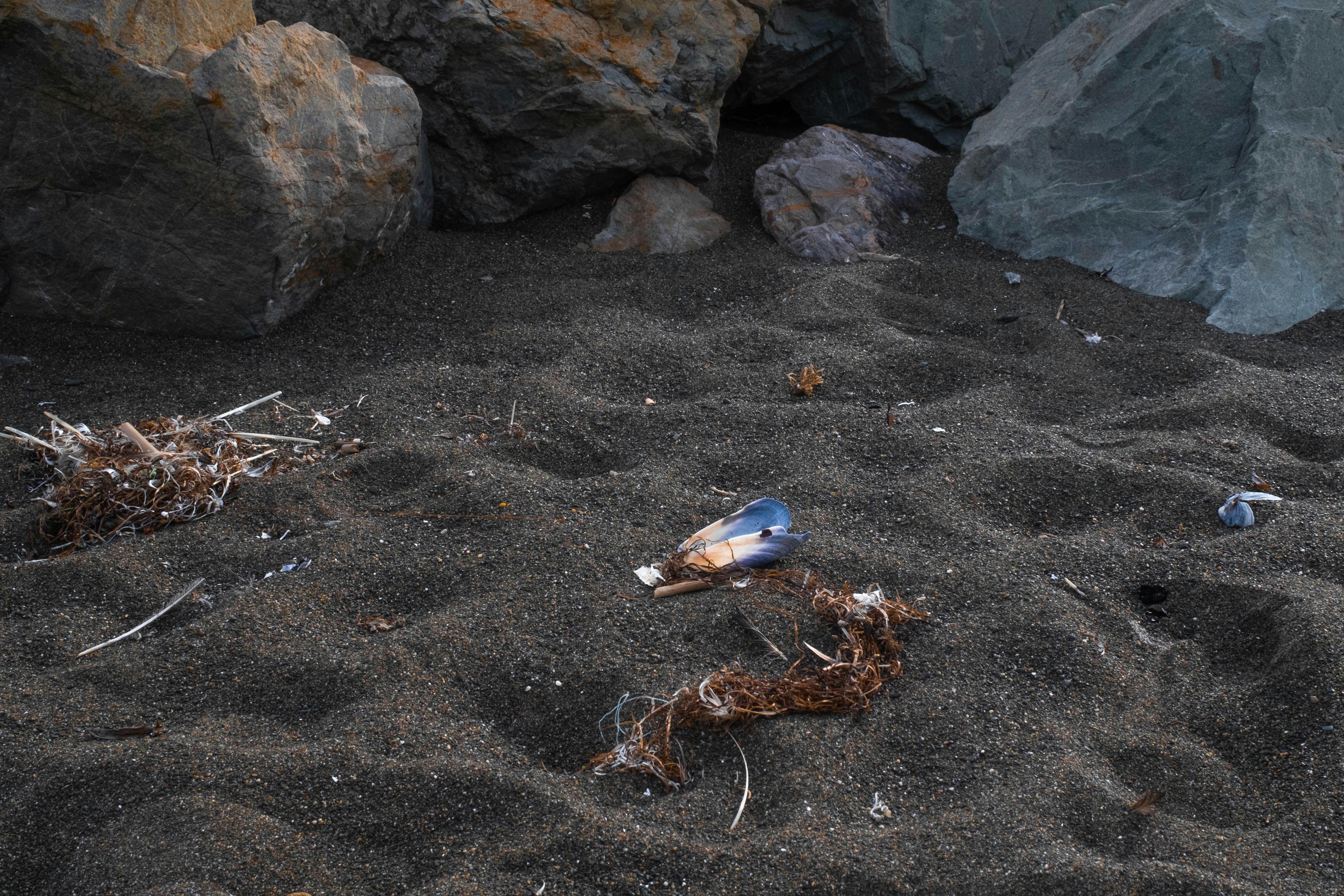 a blue bird sitting on top of a sandy beach