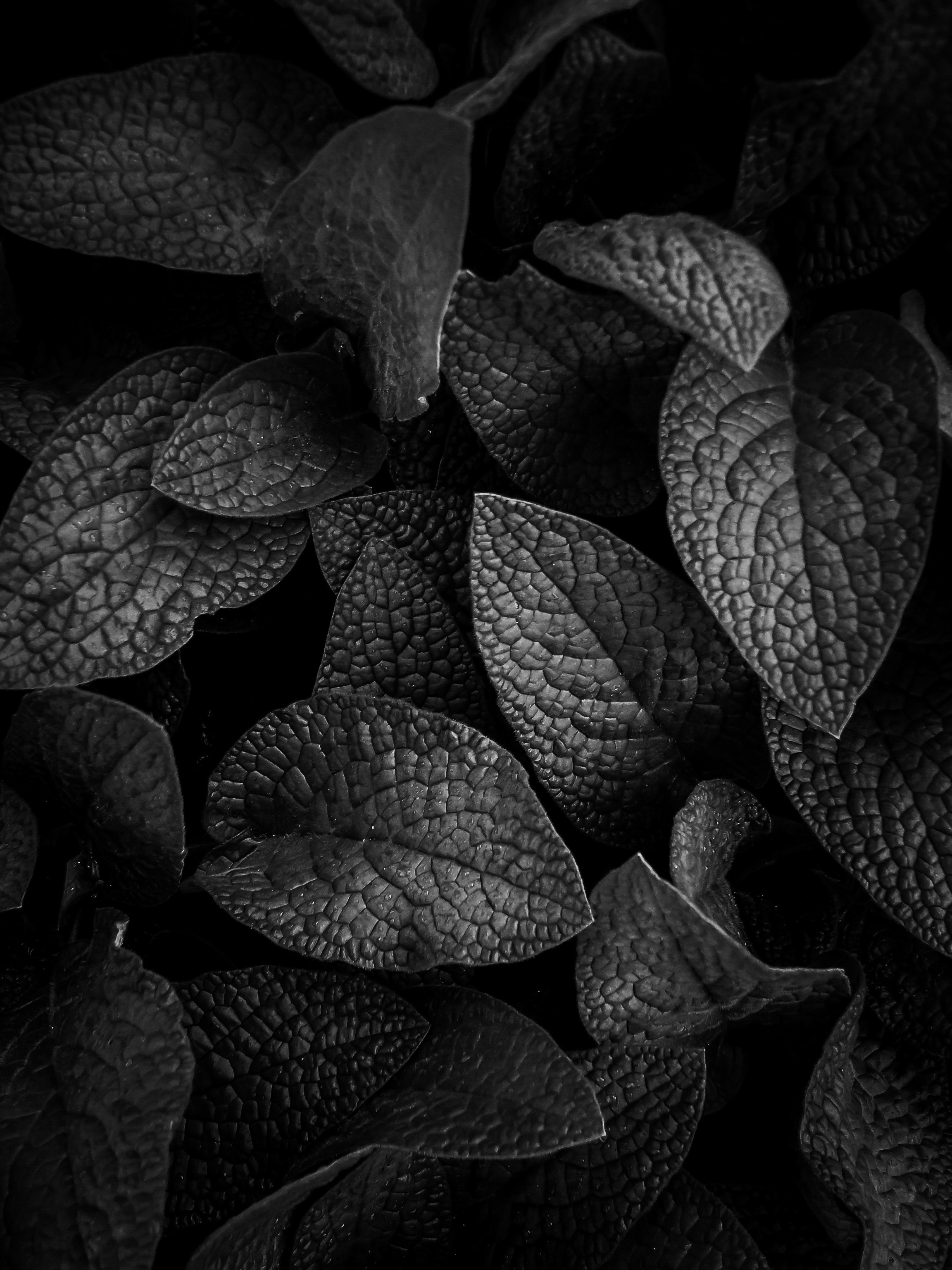 Close-up black-and-white photograph highlighting the textured leaves and their intricate venation. The composition emphasizes pattern and tactile detail.
