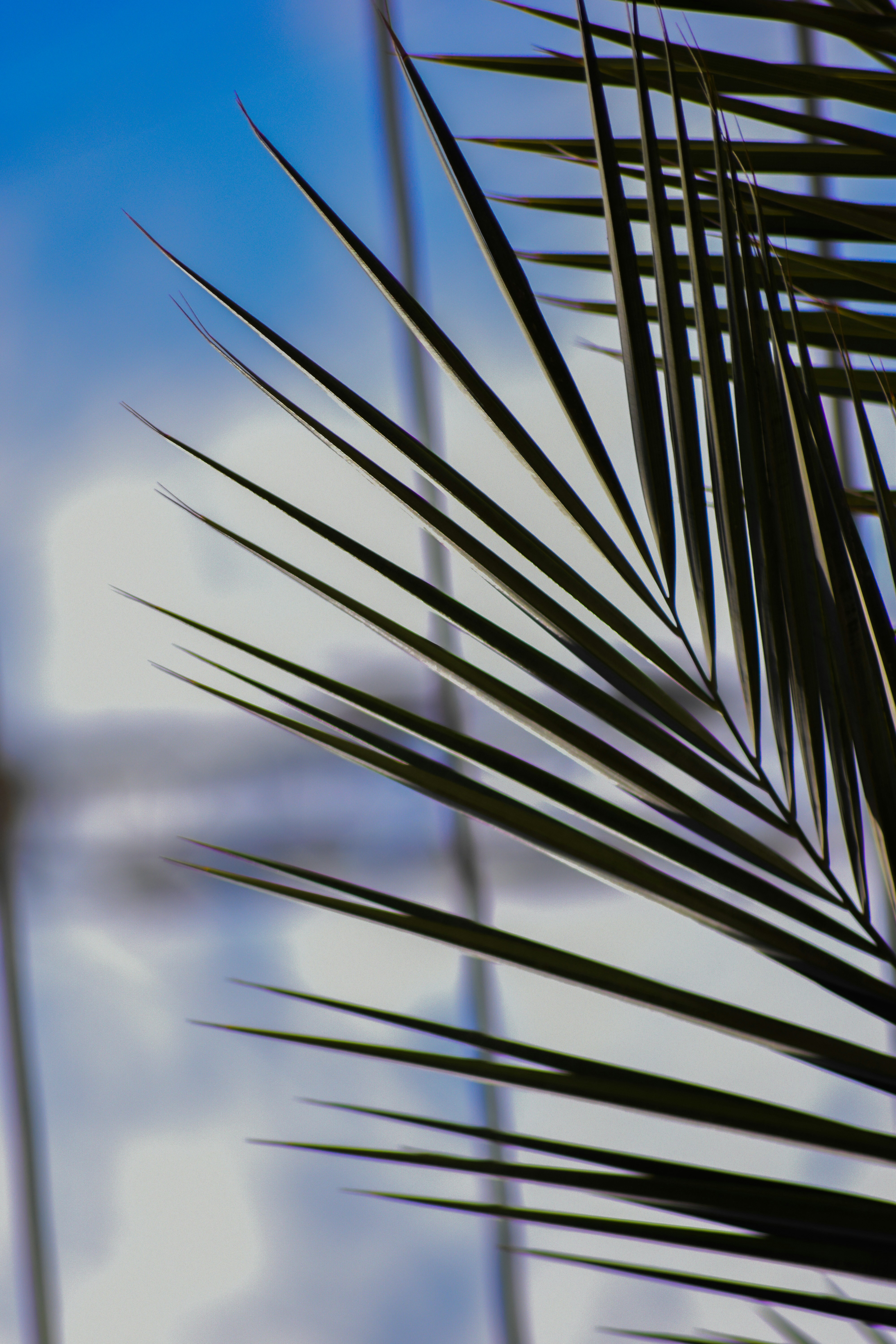 Silhouetted palm fronds stretch towards a bright, cloudy sky, creating a serene tropical atmosphere.