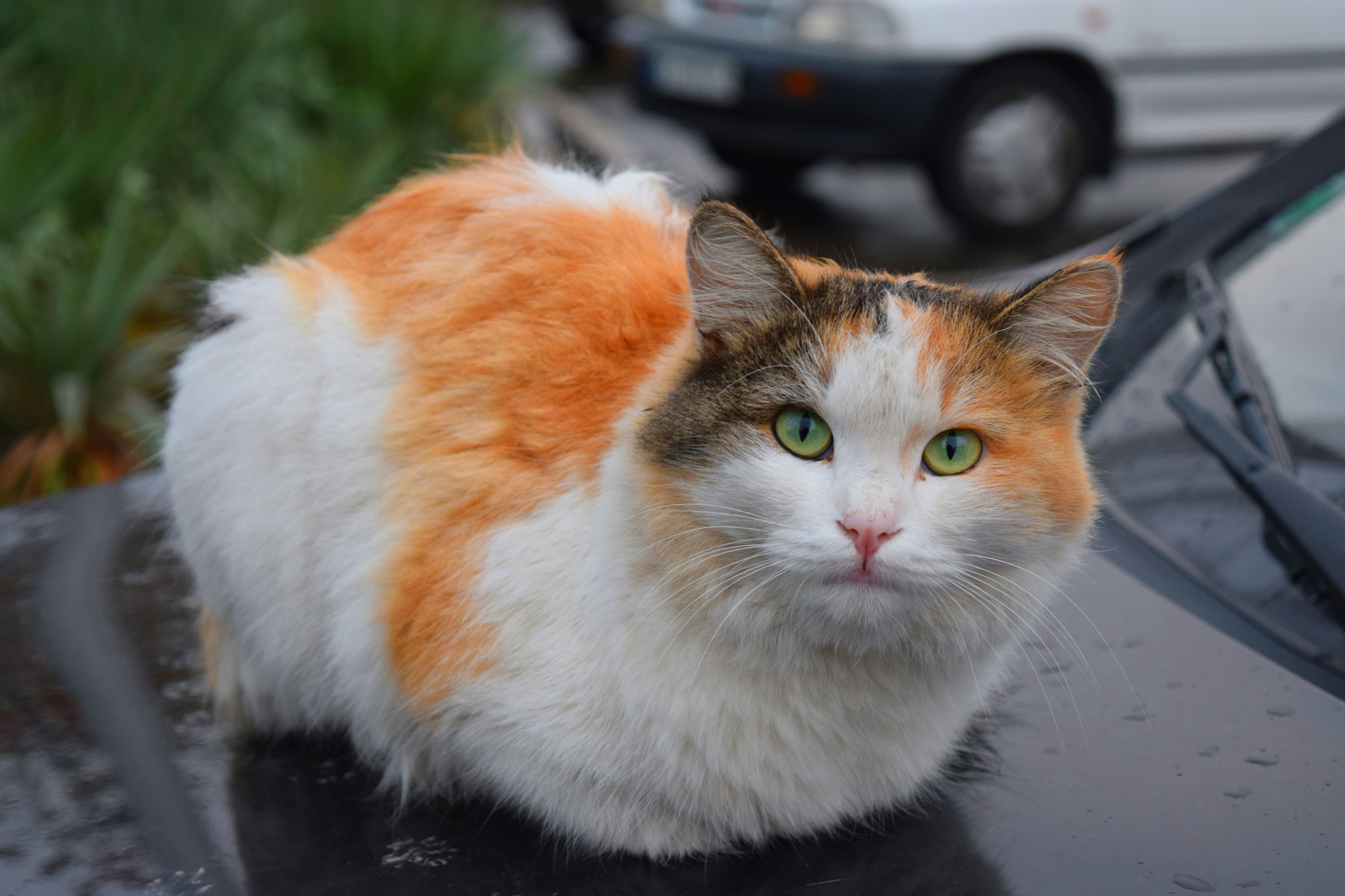 an orange and white cat sitting on top of a car