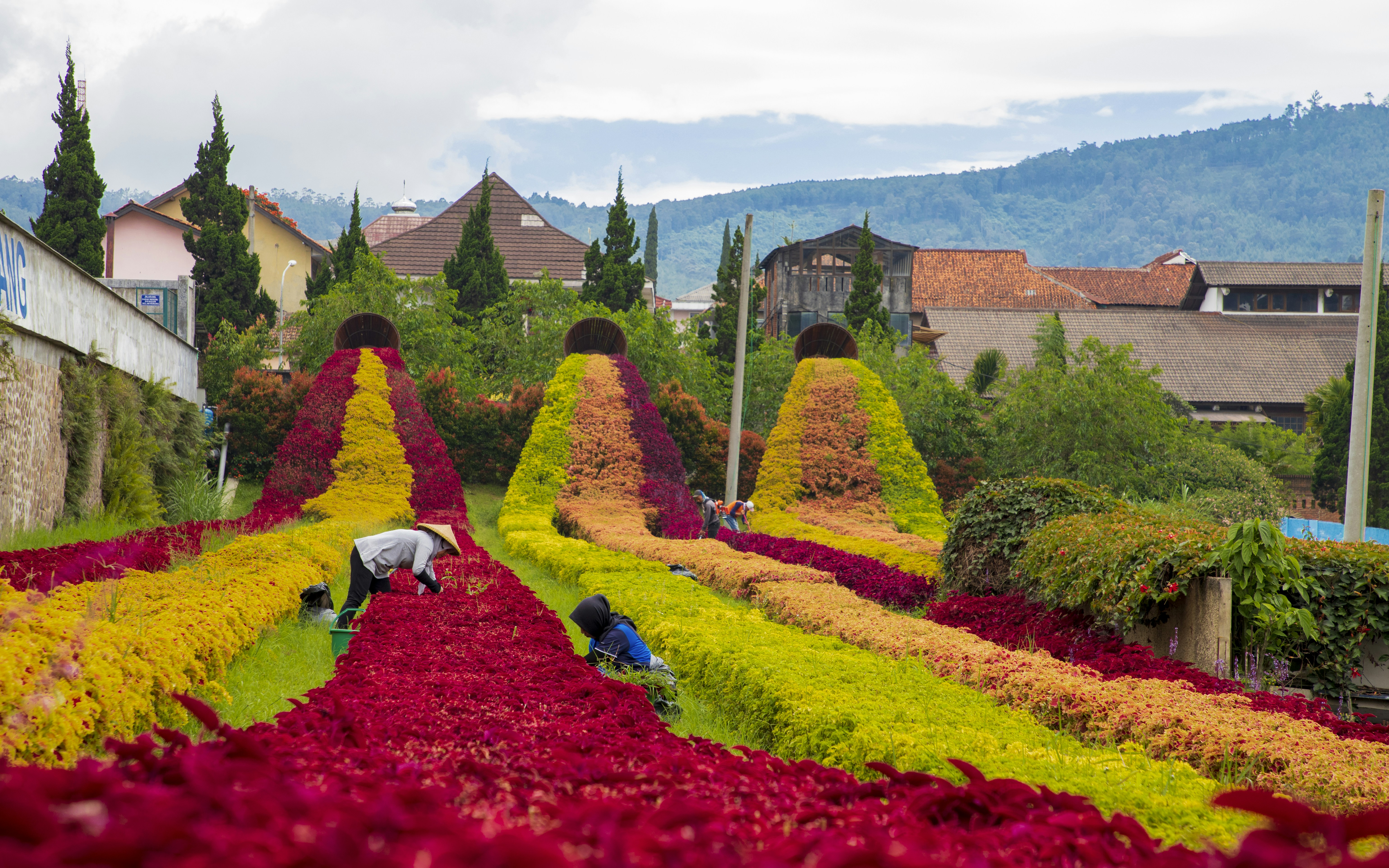 Vibrant Floral Symphony in the Hills