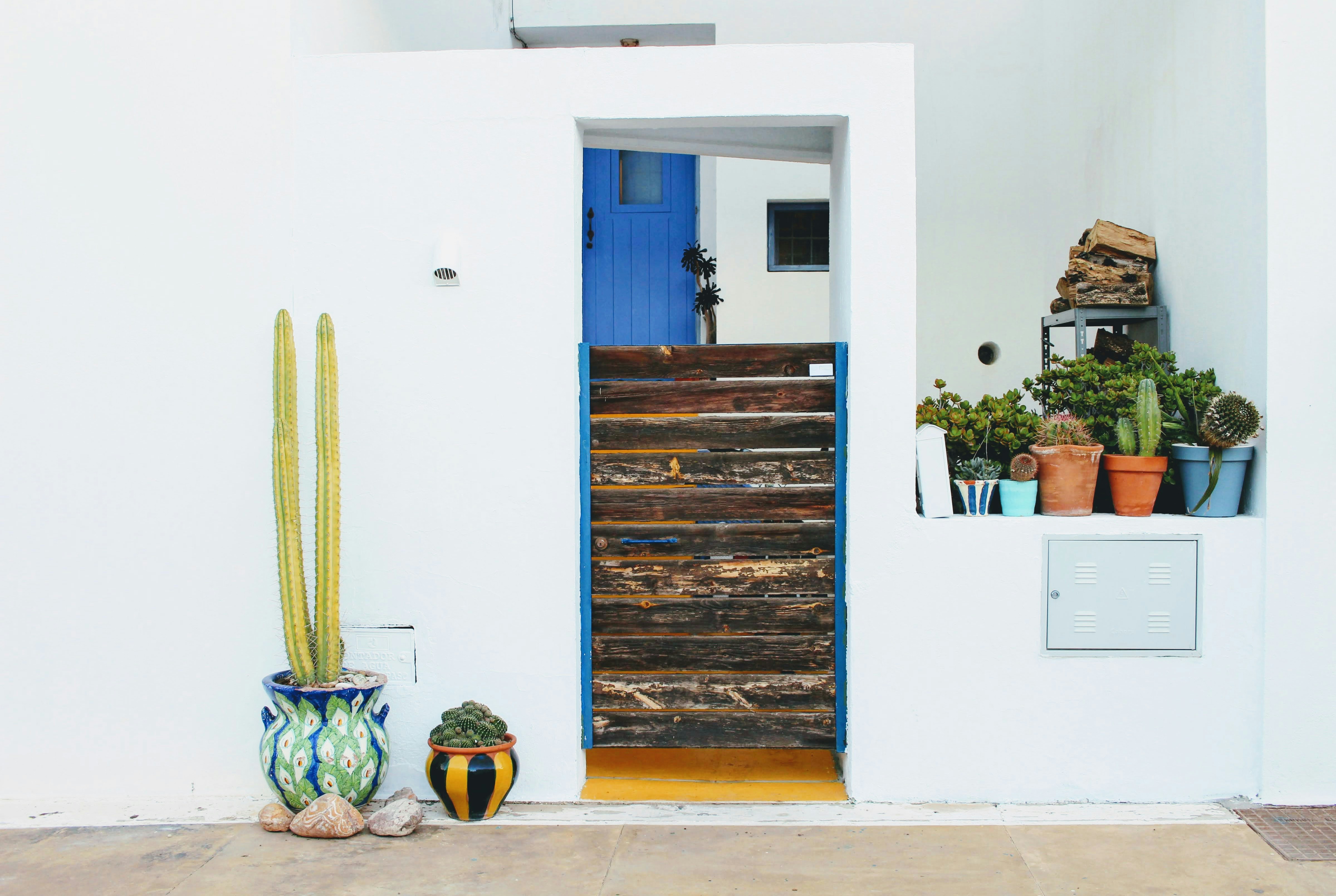 Blue door in a white wall with tall cactus and various potted plants.